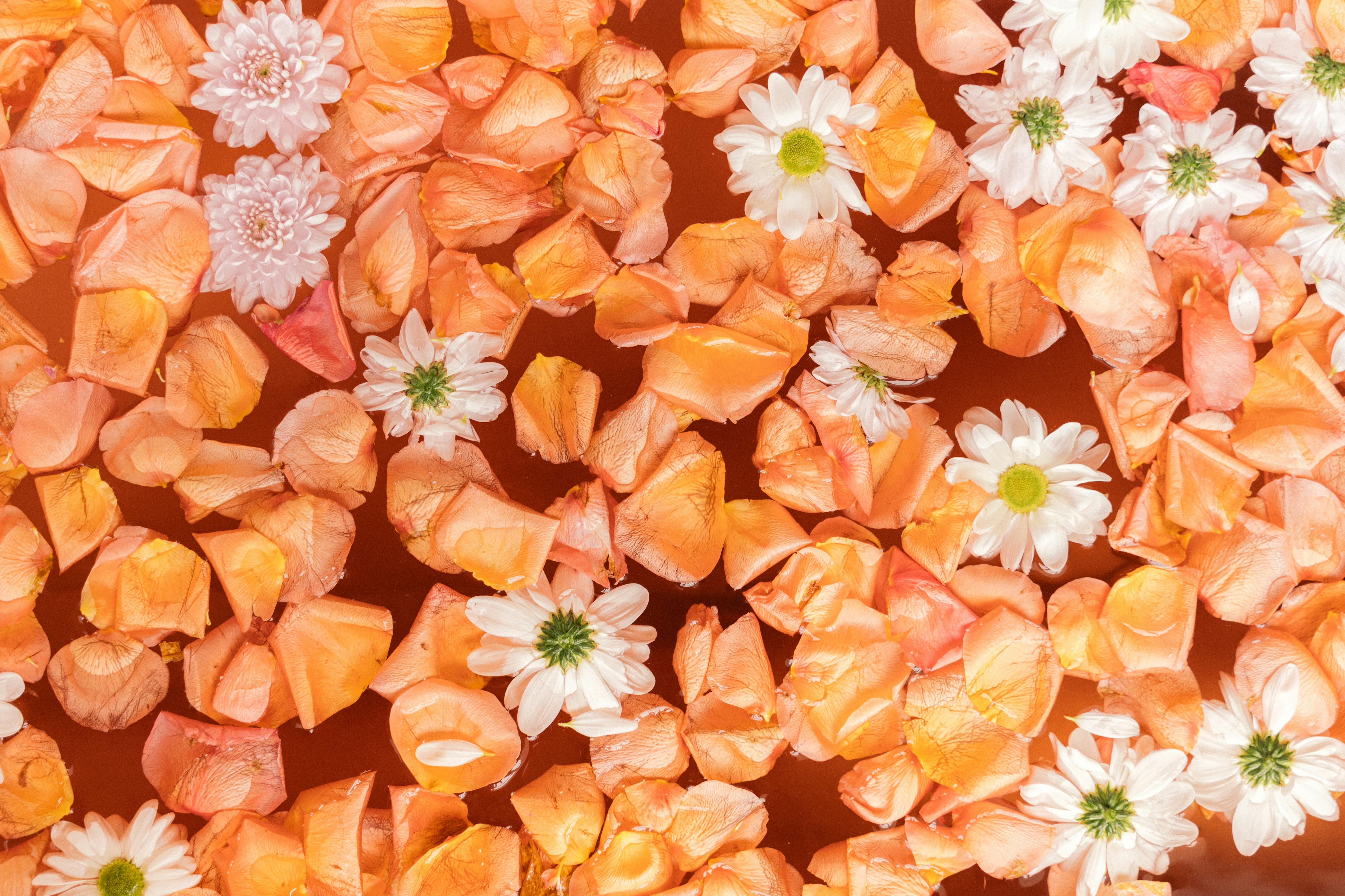 Beautiful Bg Photos, Download The BEST Free Beautiful Bg Stock Photos ...