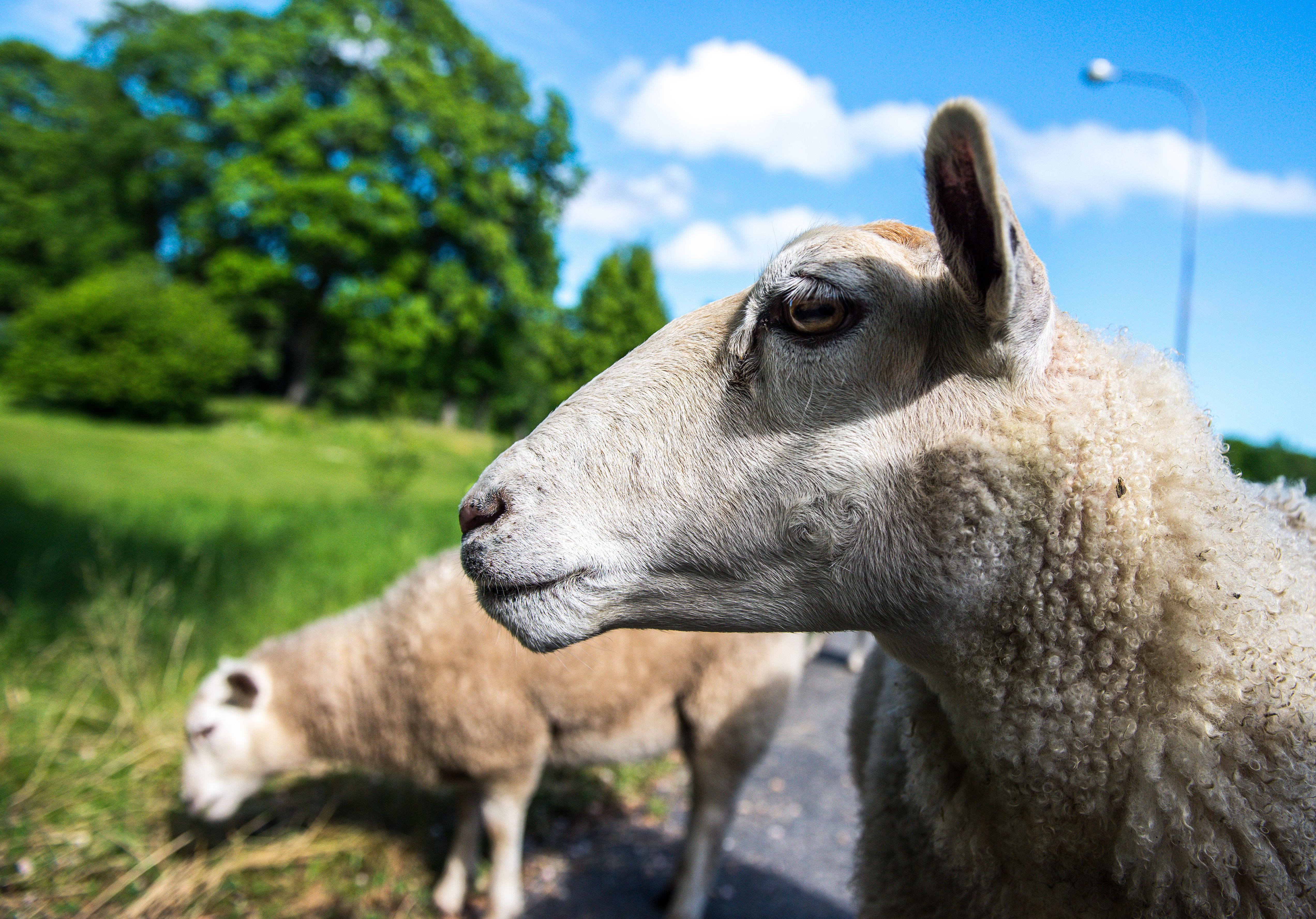Beige Sheep on Green Grass Field Under Gray Sky · Free Stock Photo