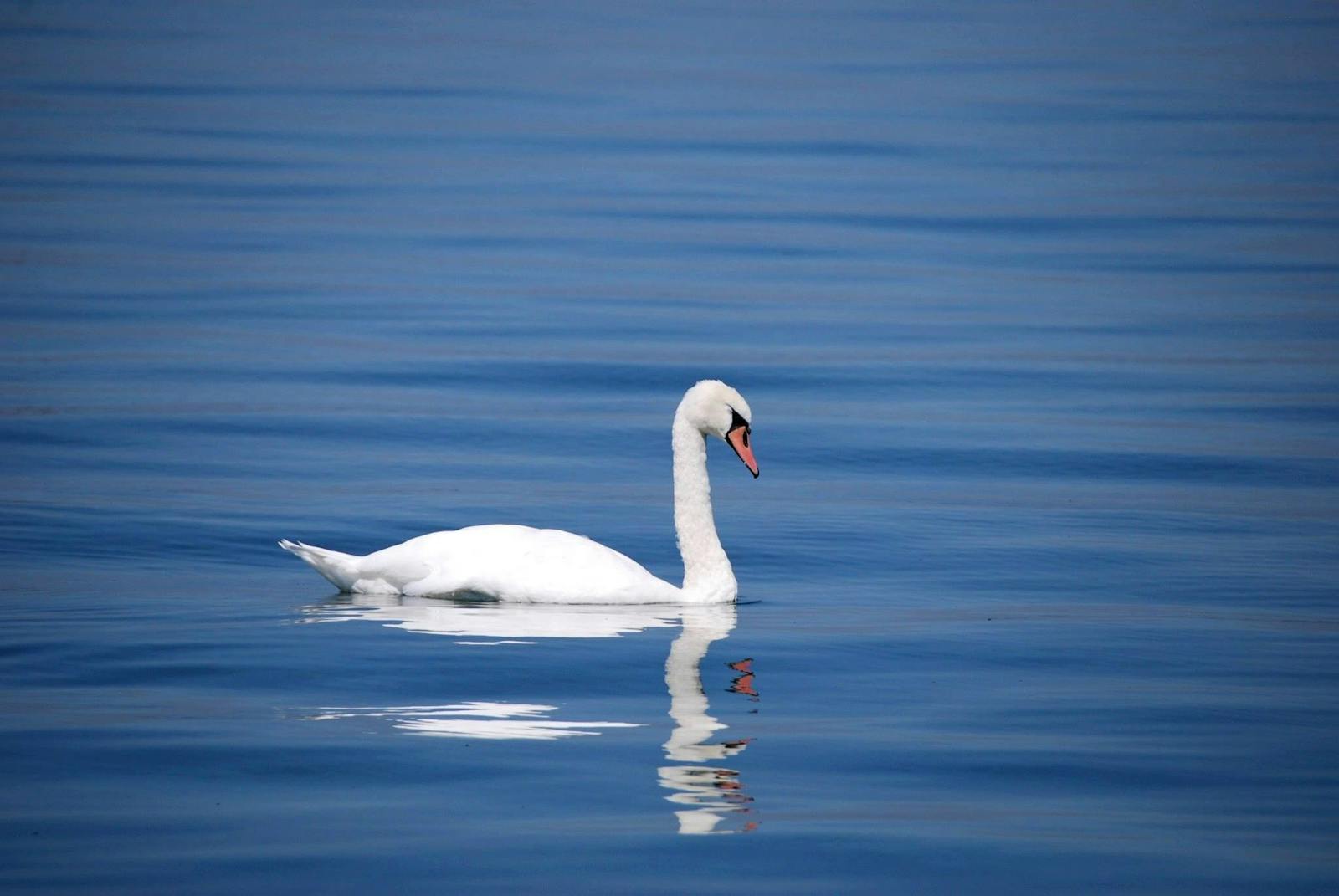 Swan Photos, Download Free Swan Stock Photos & HD Images