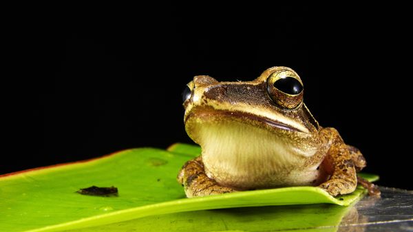 Frog Face Photos, Download The BEST Free Frog Face Stock Photos & HD Images