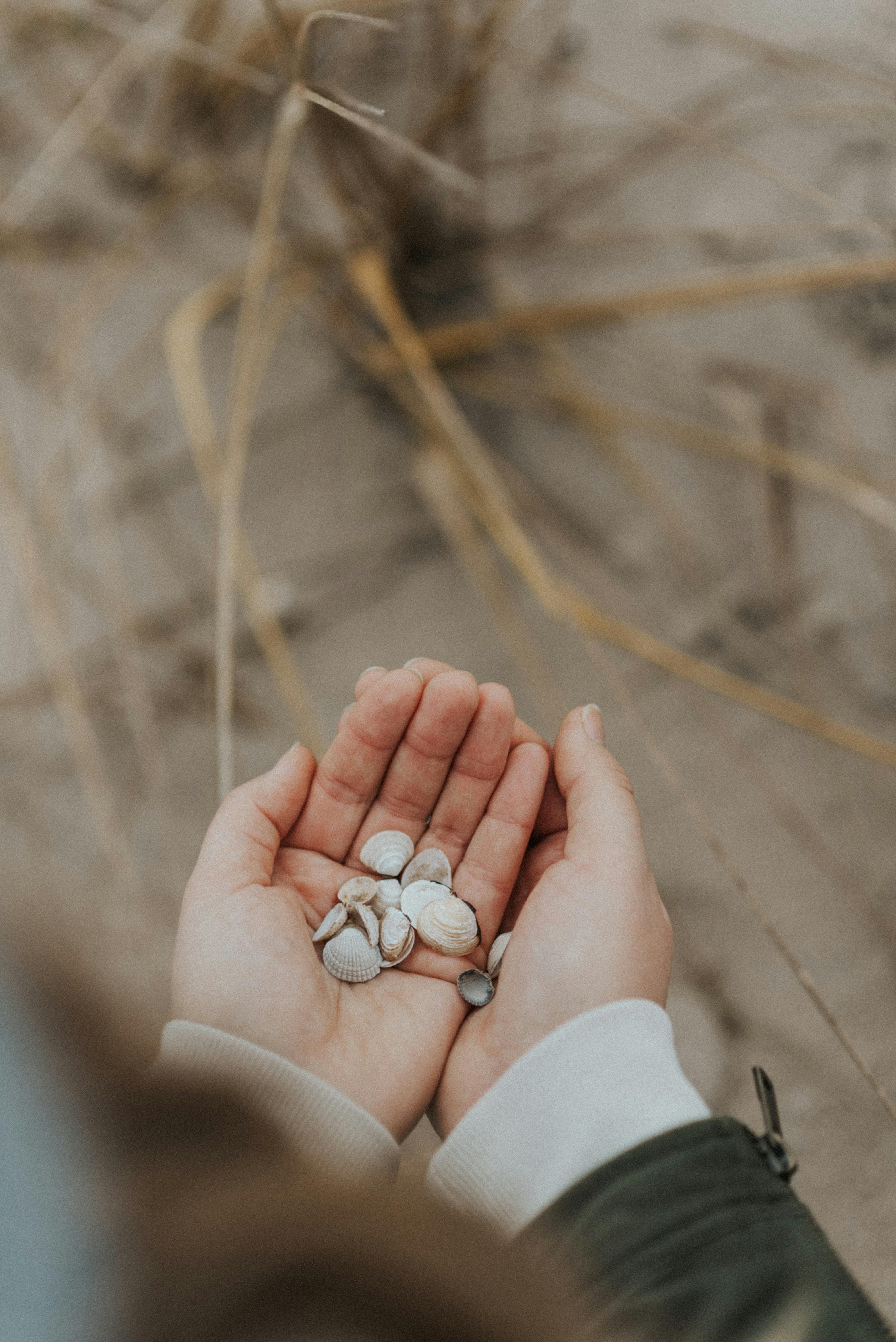 Person Holding Sea Shells · Free Stock Photo