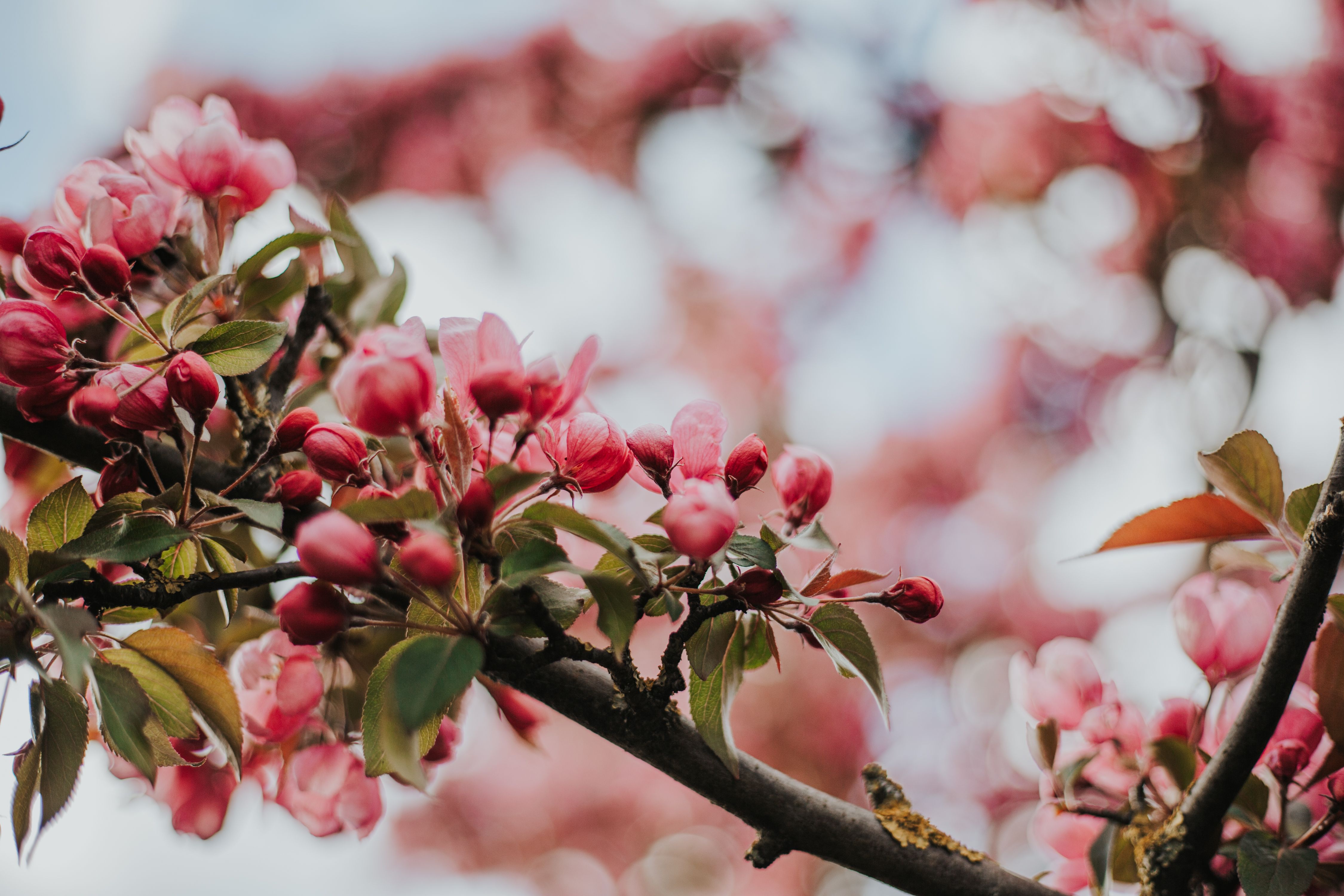 Pink Flowers on Branches of Tree · Free Stock Photo