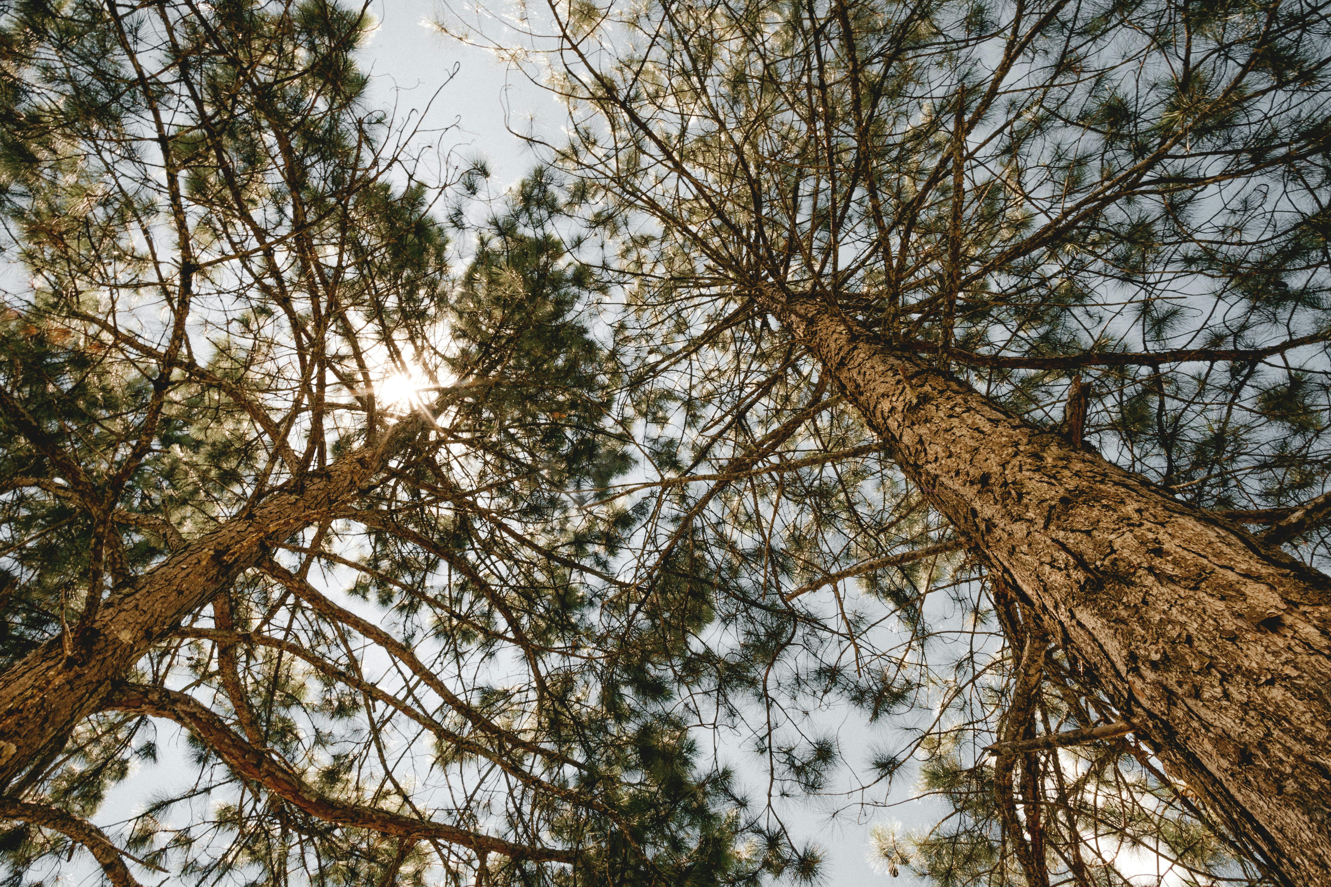 Evergreen pine trees with rough bark · Free Stock Photo