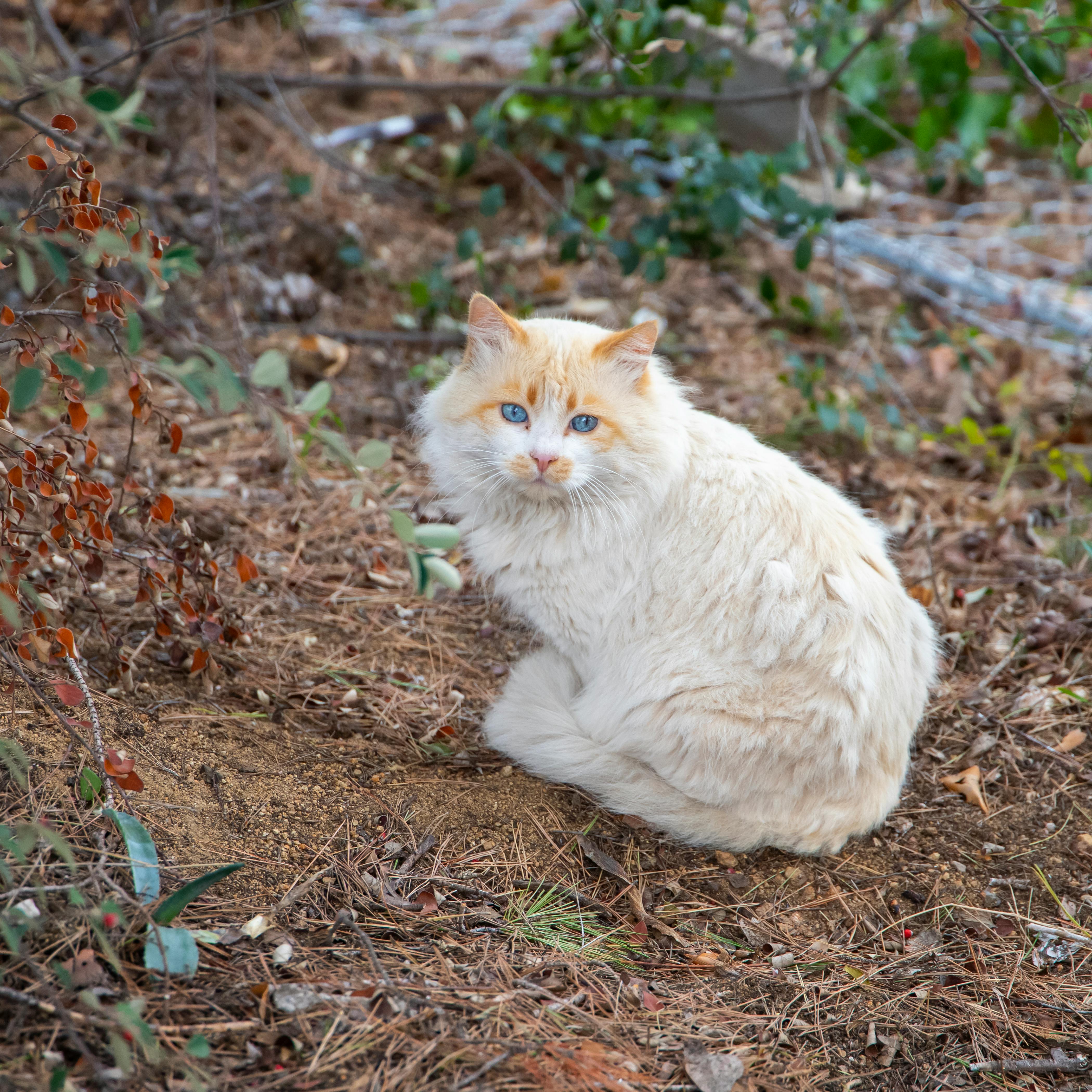 Fury Cat Photos, Download The BEST Free Fury Cat Stock Photos & HD Images