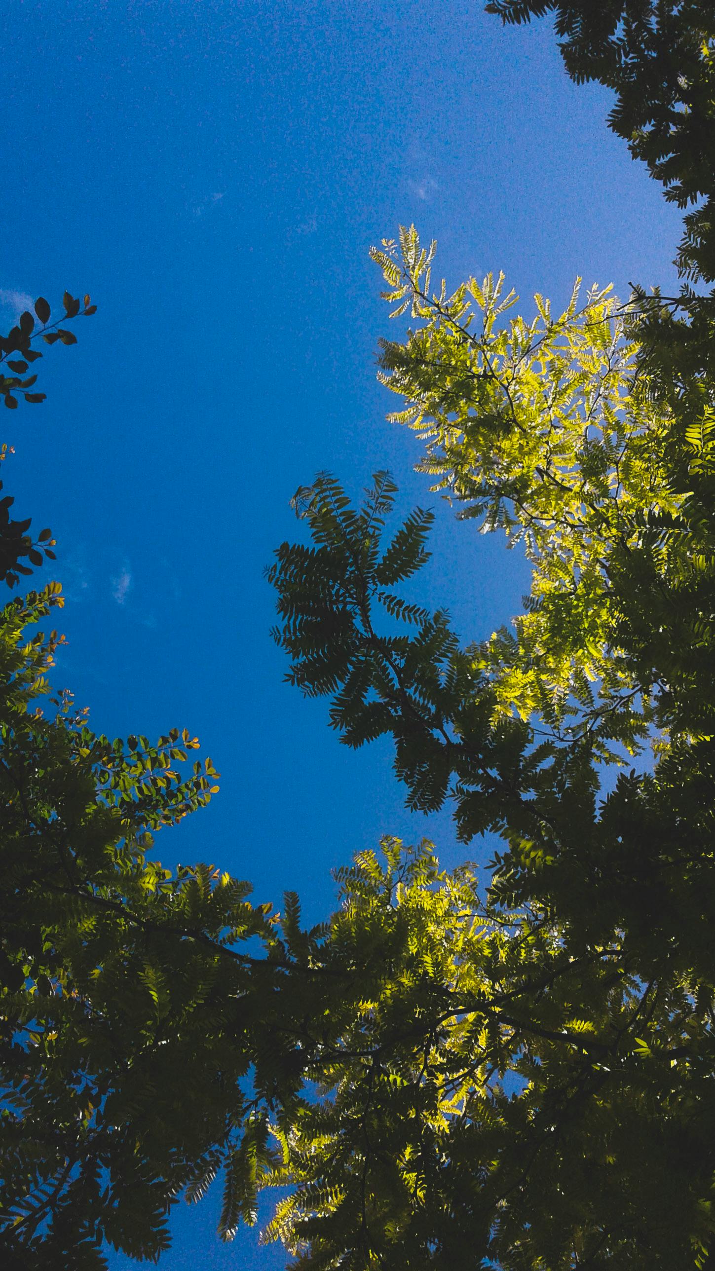 Free stock photo of beautiful day, blue sky, clear sky