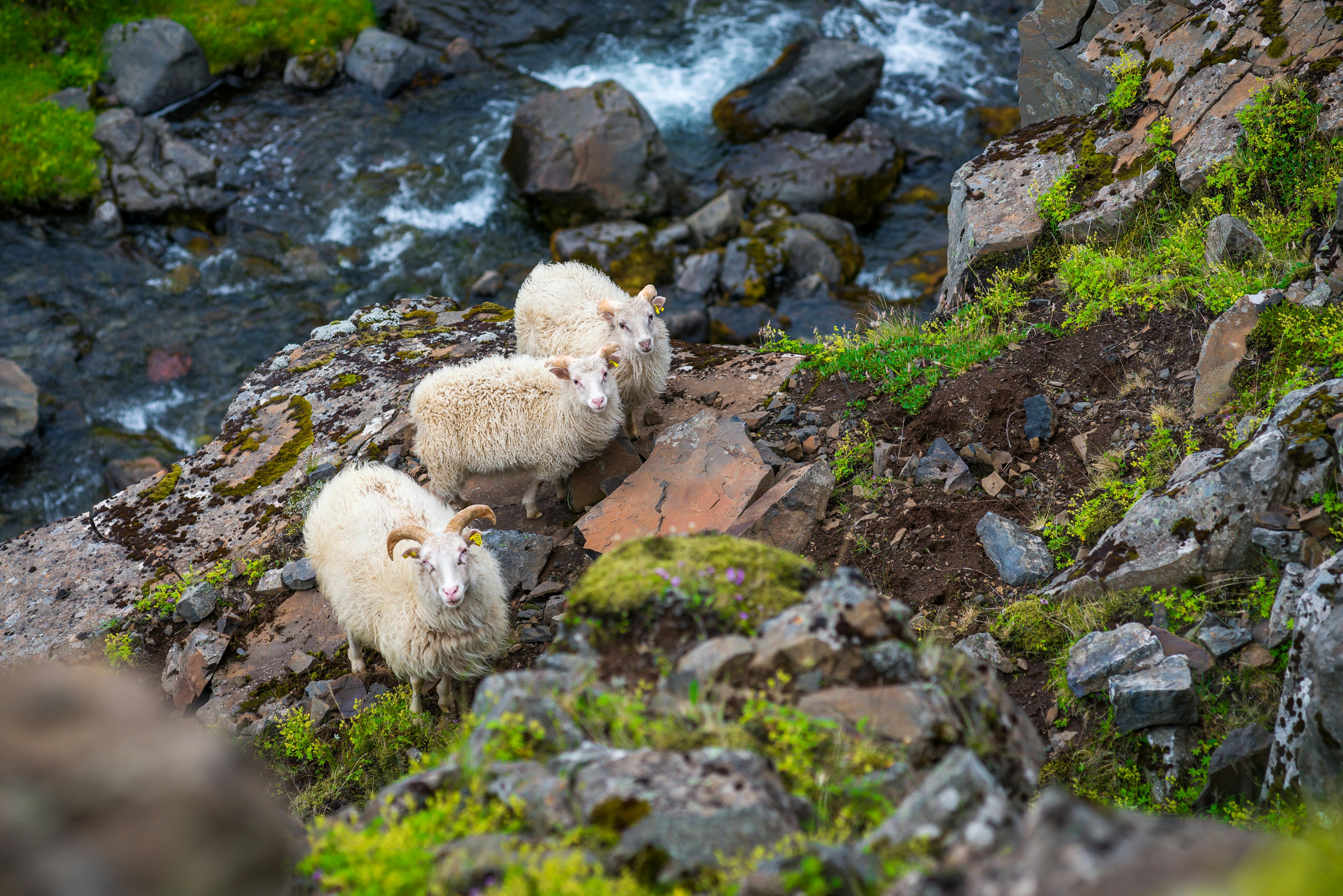 White Sheep Near the River · Free Stock Photo