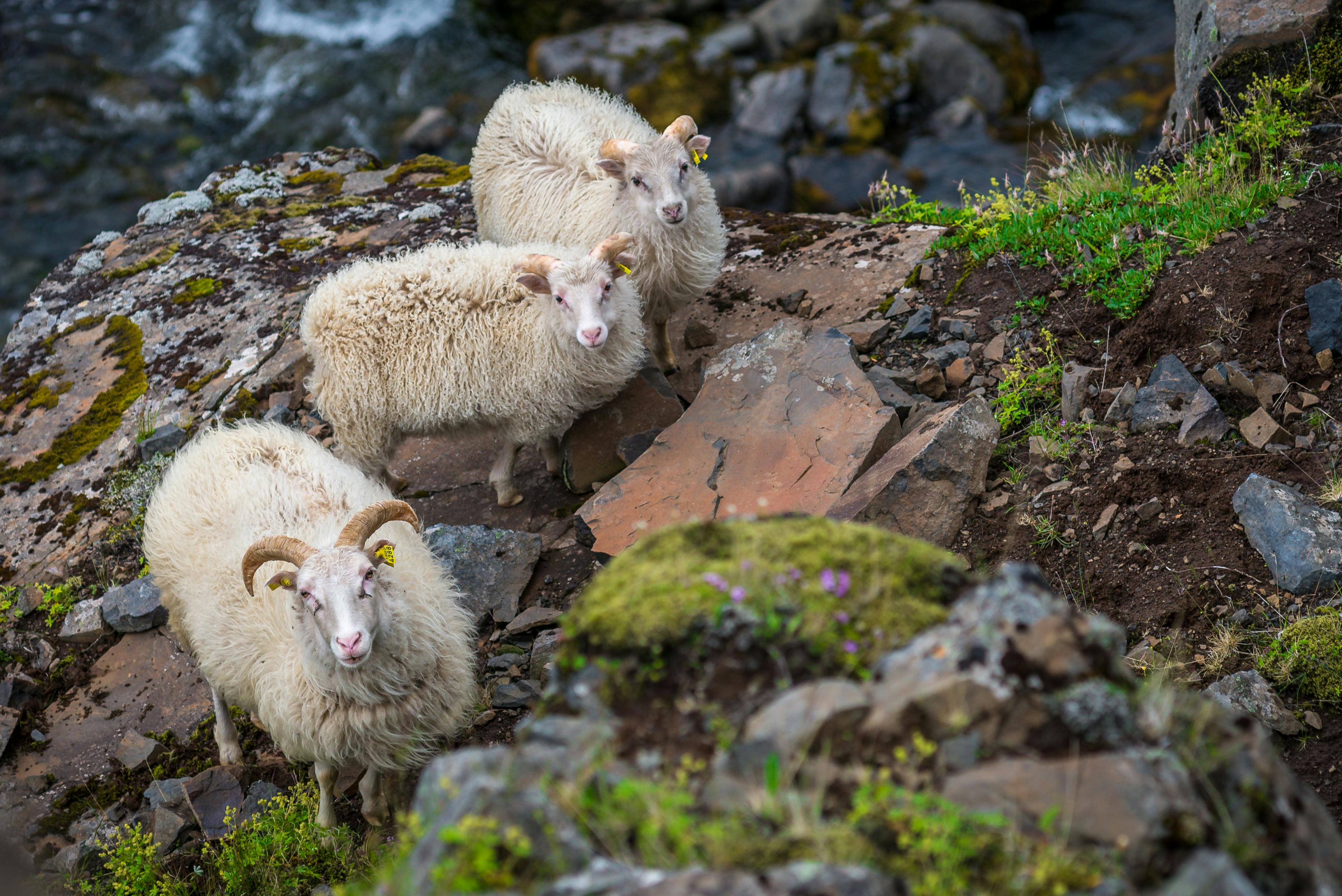 Black and Brown Ram Animal · Free Stock Photo