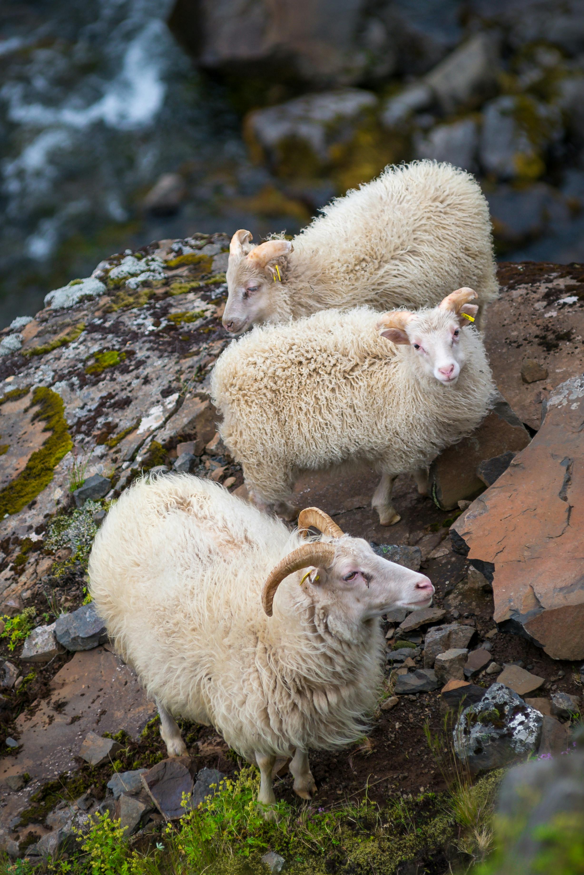 Brown Sheep on Grass in Auto Focus Photography · Free Stock Photo