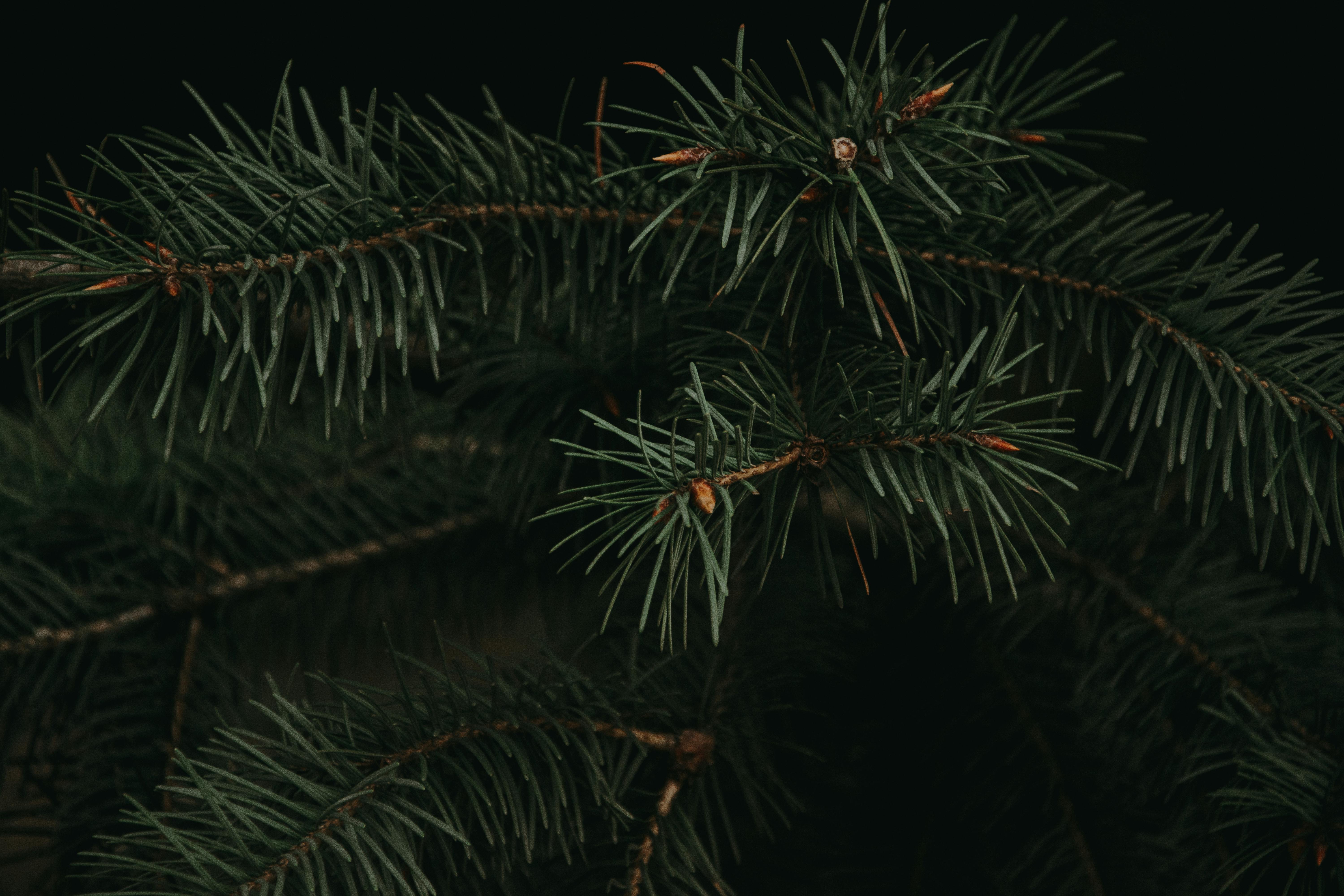 A Close-Up Shot of a Conifer Plant · Free Stock Photo