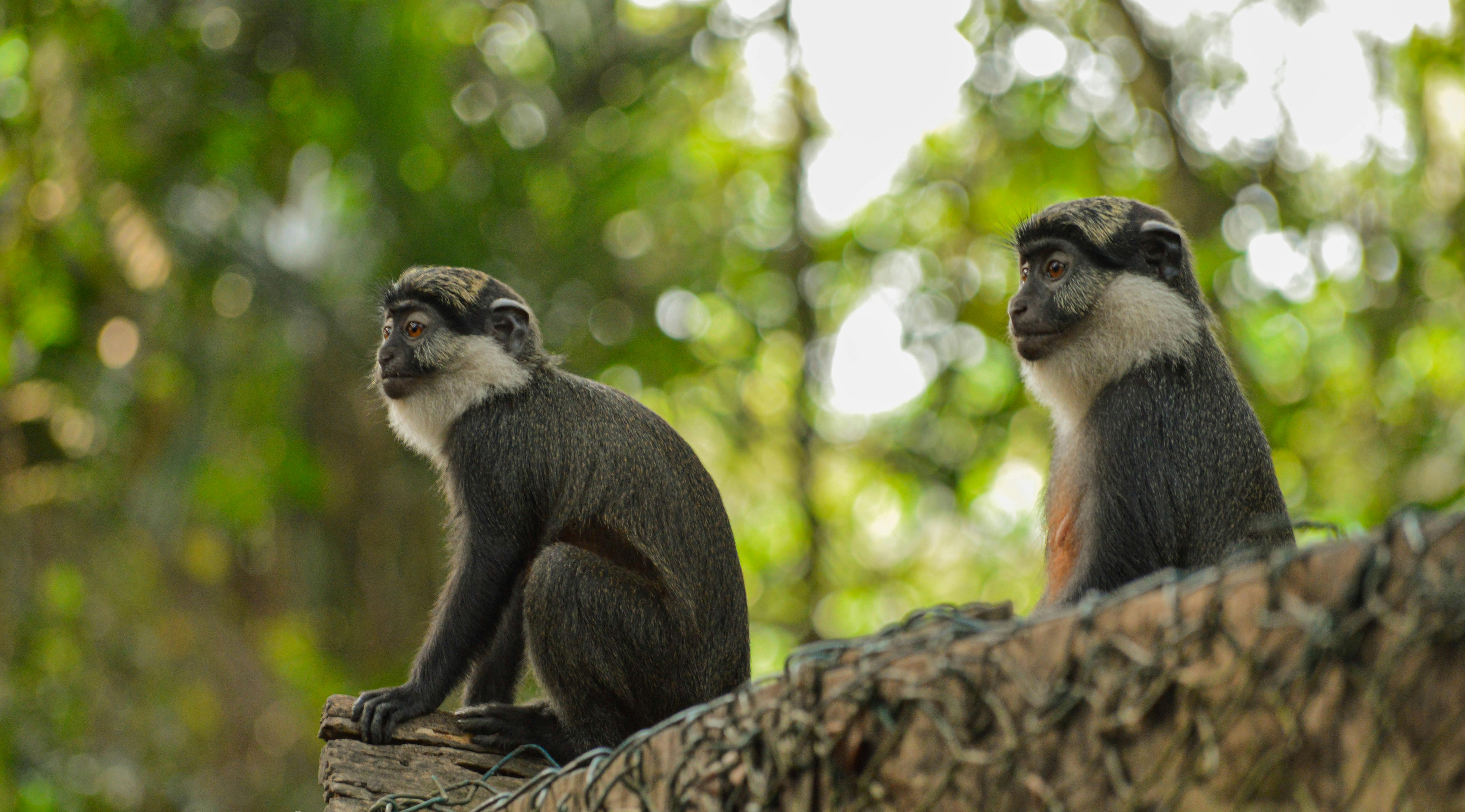 Gray and White Monkey Eating Fruit · Free Stock Photo
