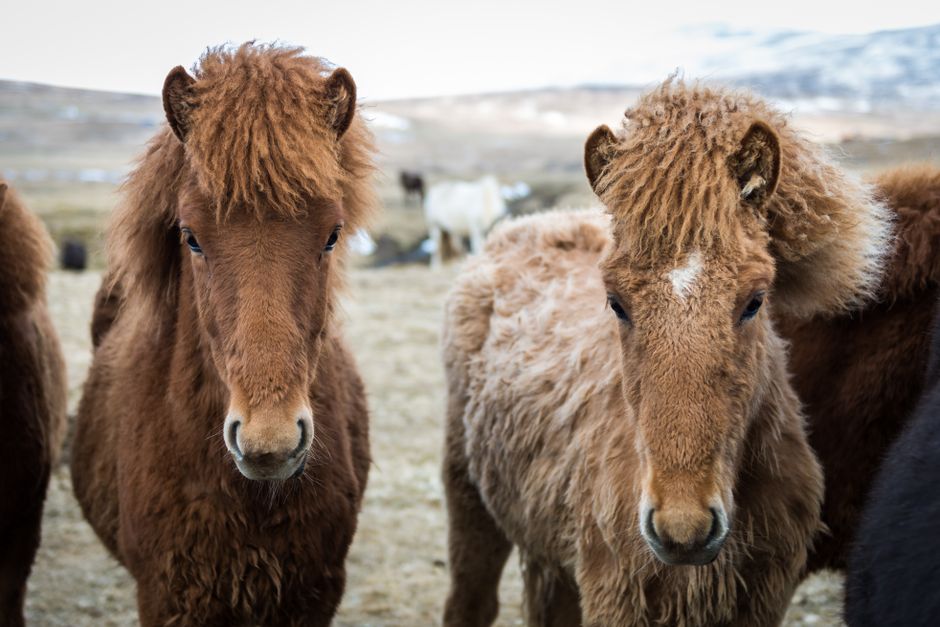 Two fuzzy Icelandic horses standing closely in a countryside pasture.