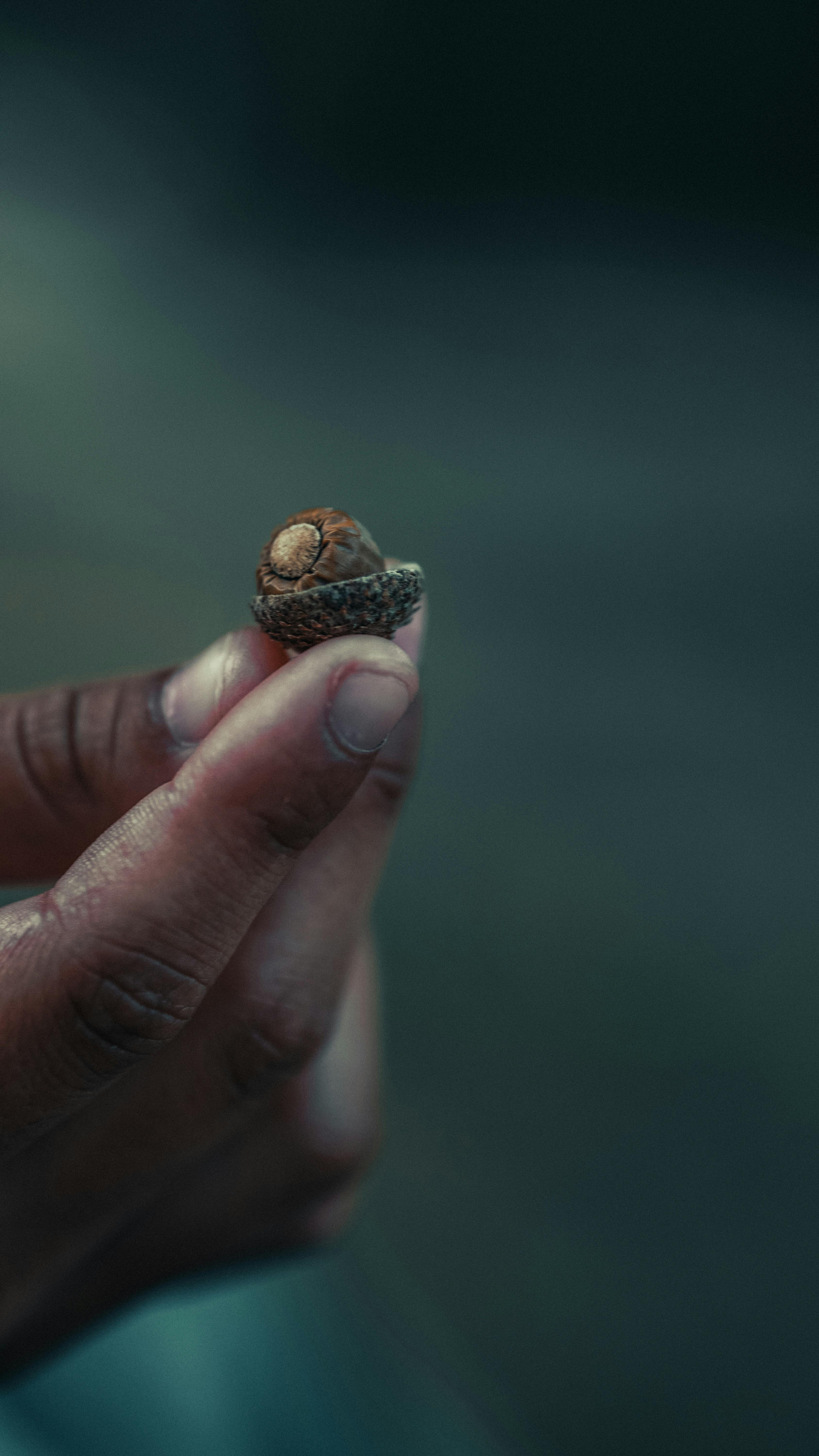 A Person Holding a Nutshell · Free Stock Photo