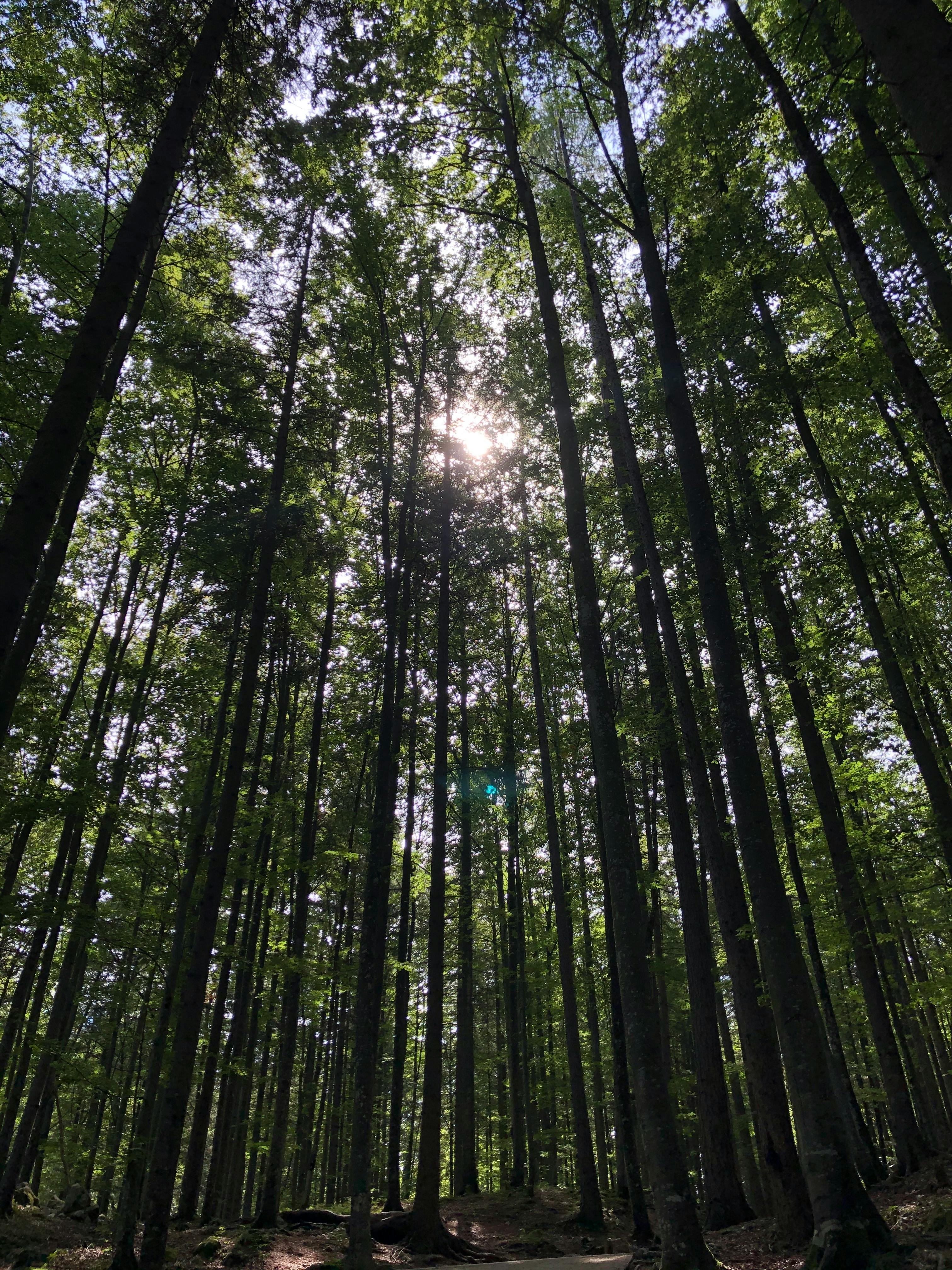 Garden With Tall Trees · Free Stock Photo