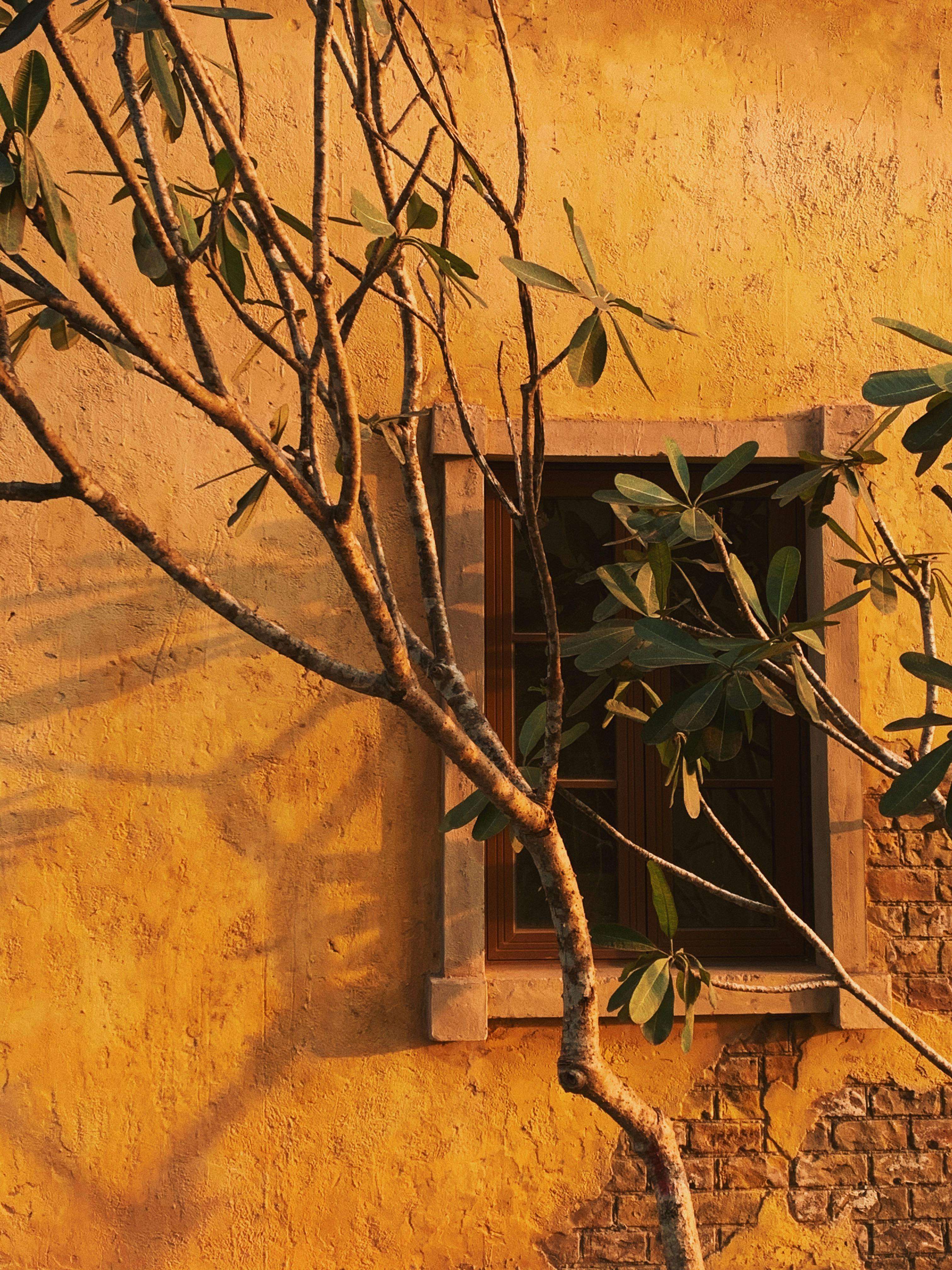 Green Tree Near the Window · Free Stock Photo