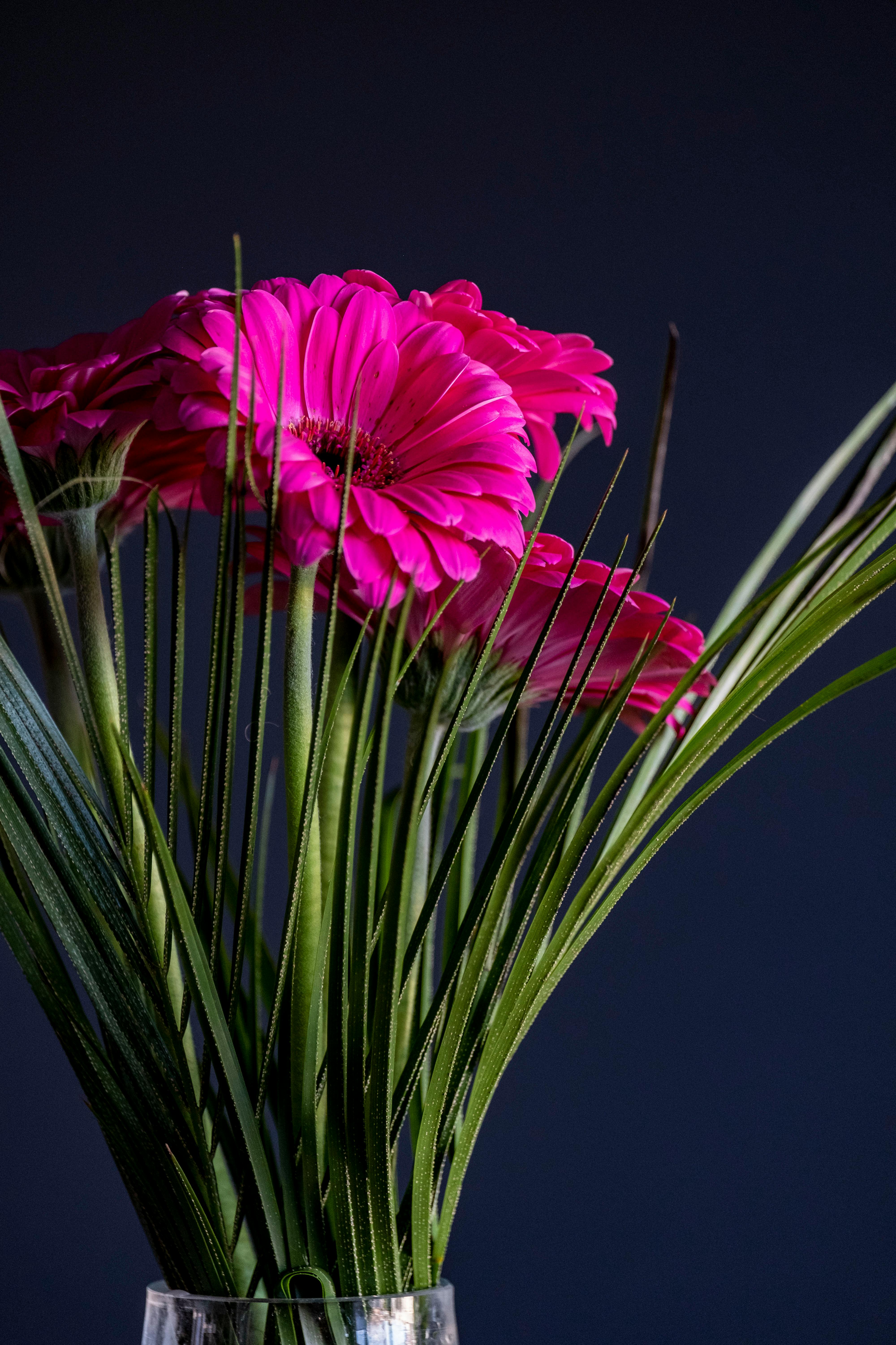 Colorful Flowers in a Vase · Free Stock Photo