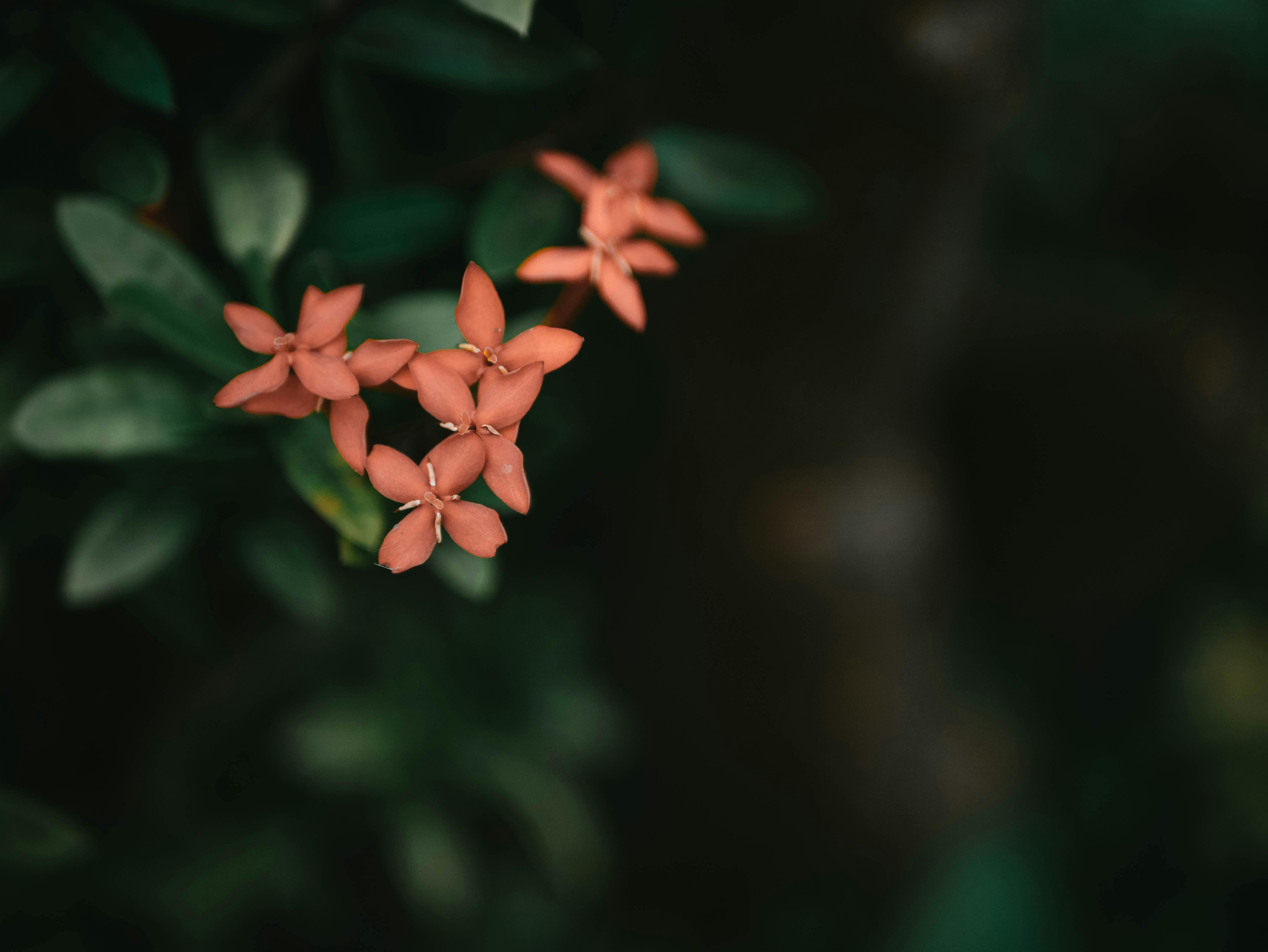 Close-Up Photo of Small Red Flowers · Free Stock Photo