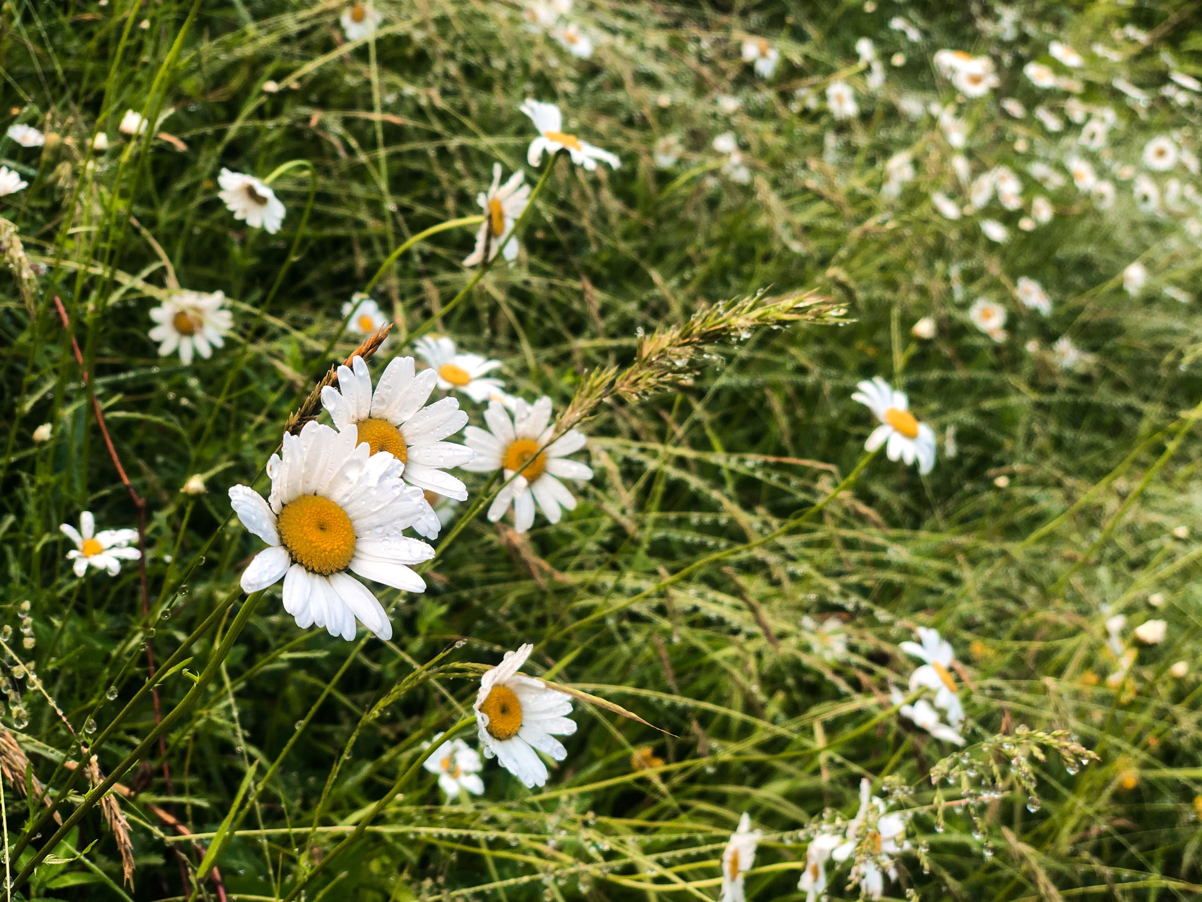 White Daisy Flowers in Close-Up Photography · Free Stock Photo