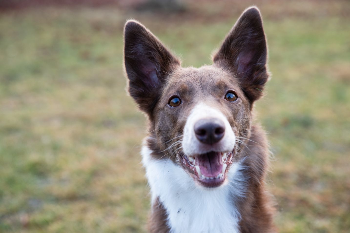 Lassie: TV Icon and Her Lasting Impact on TV History