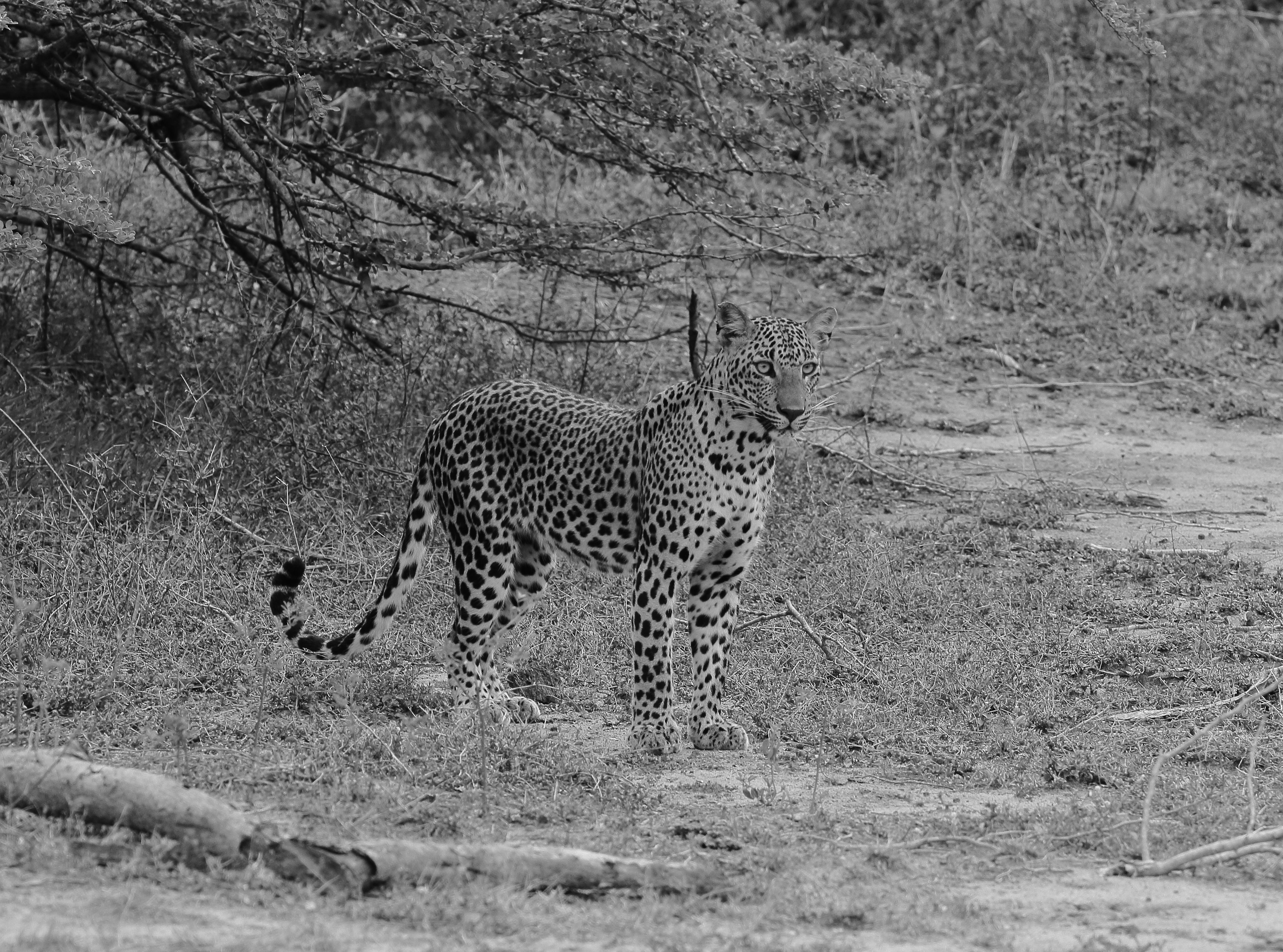 Selective Focus Photograph Of Cheetah · Free Stock Photo