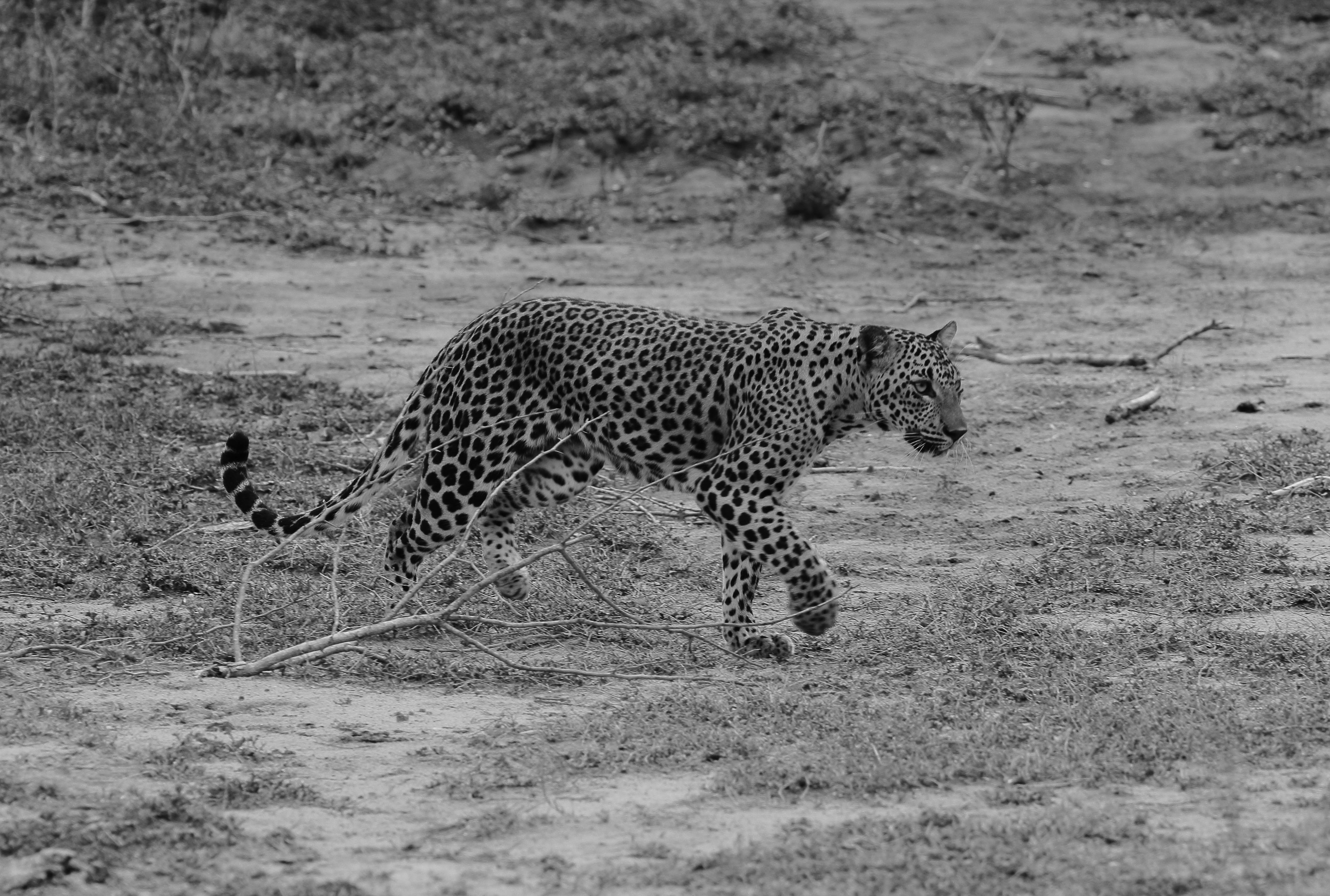 Black Leopard Photos, Download The BEST Free Black Leopard Stock Photos ...