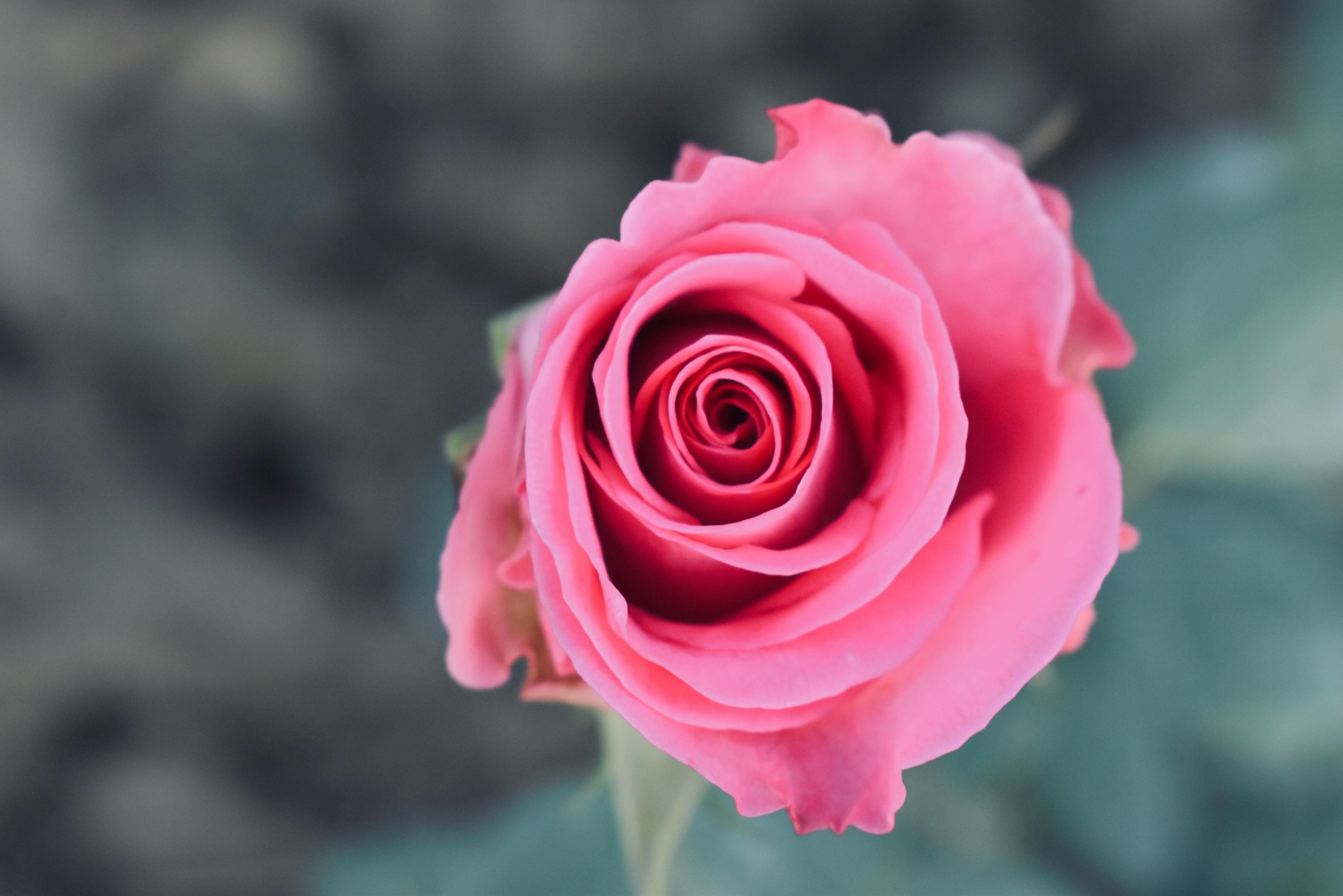 A Beautiful Pink Rose in Bloom · Free Stock Photo