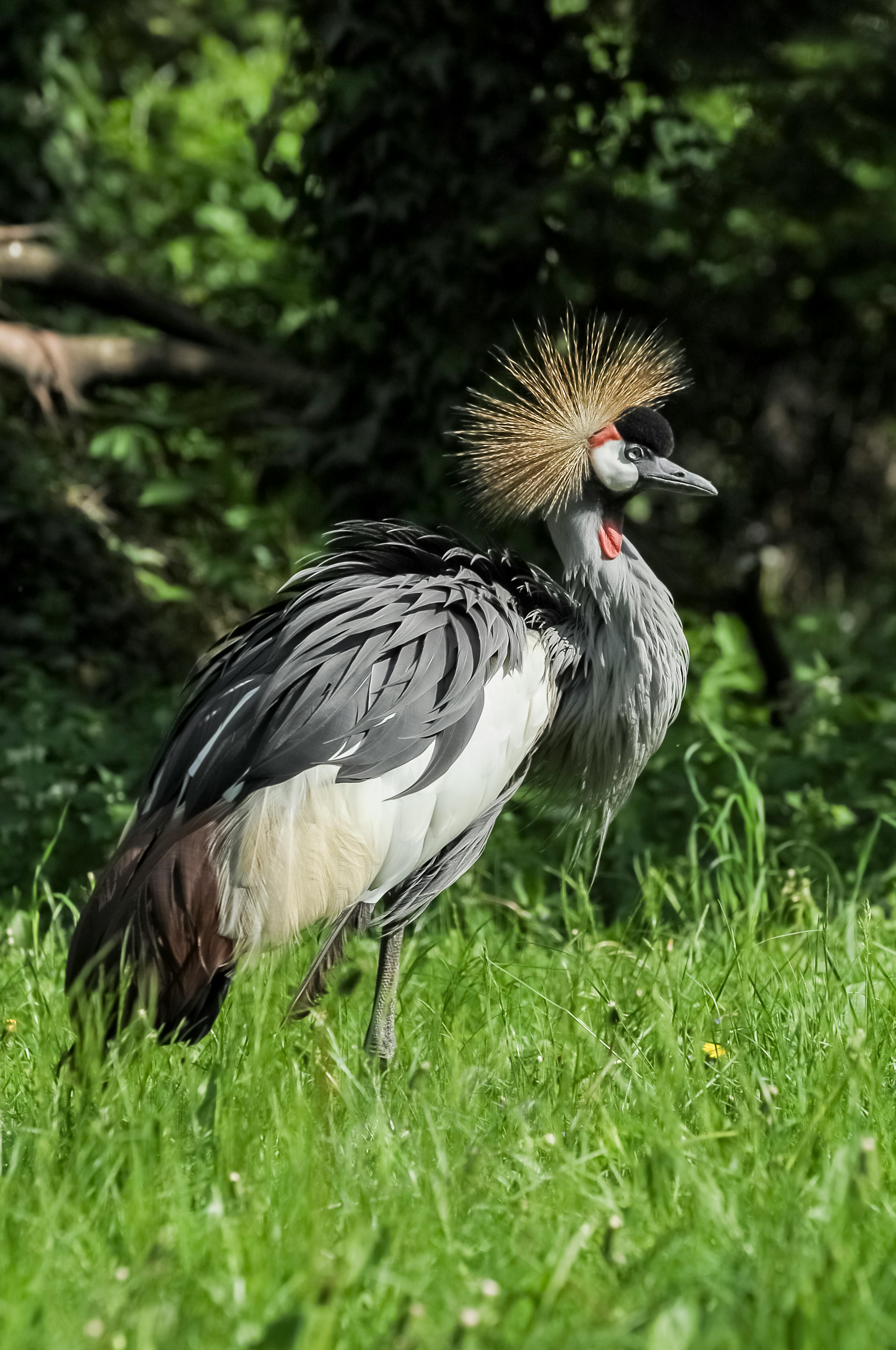 A Grey Crowned Crane Bird · Free Stock Photo