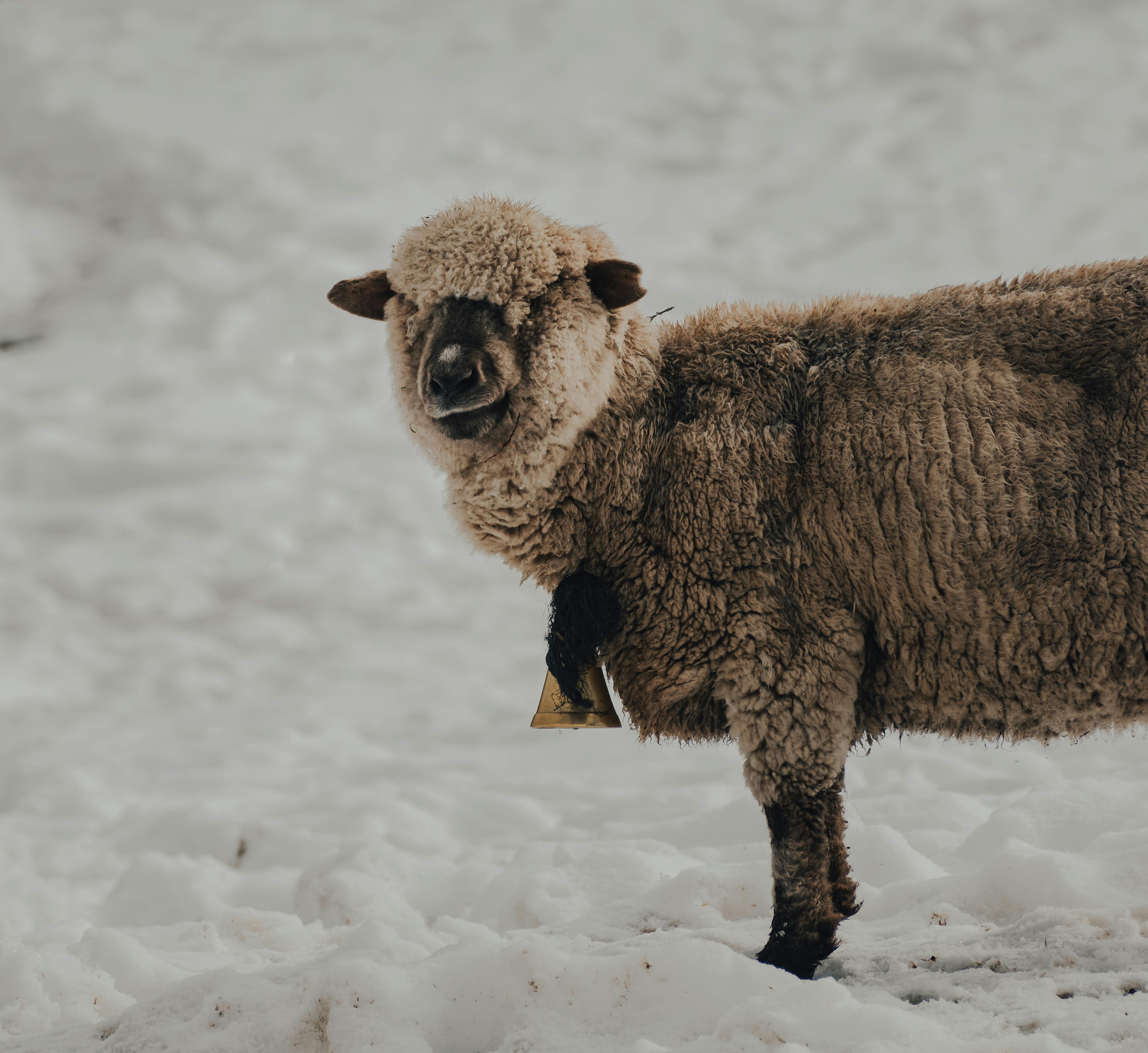 Sheep Bell Photos, Download The BEST Free Sheep Bell Stock Photos & HD ...