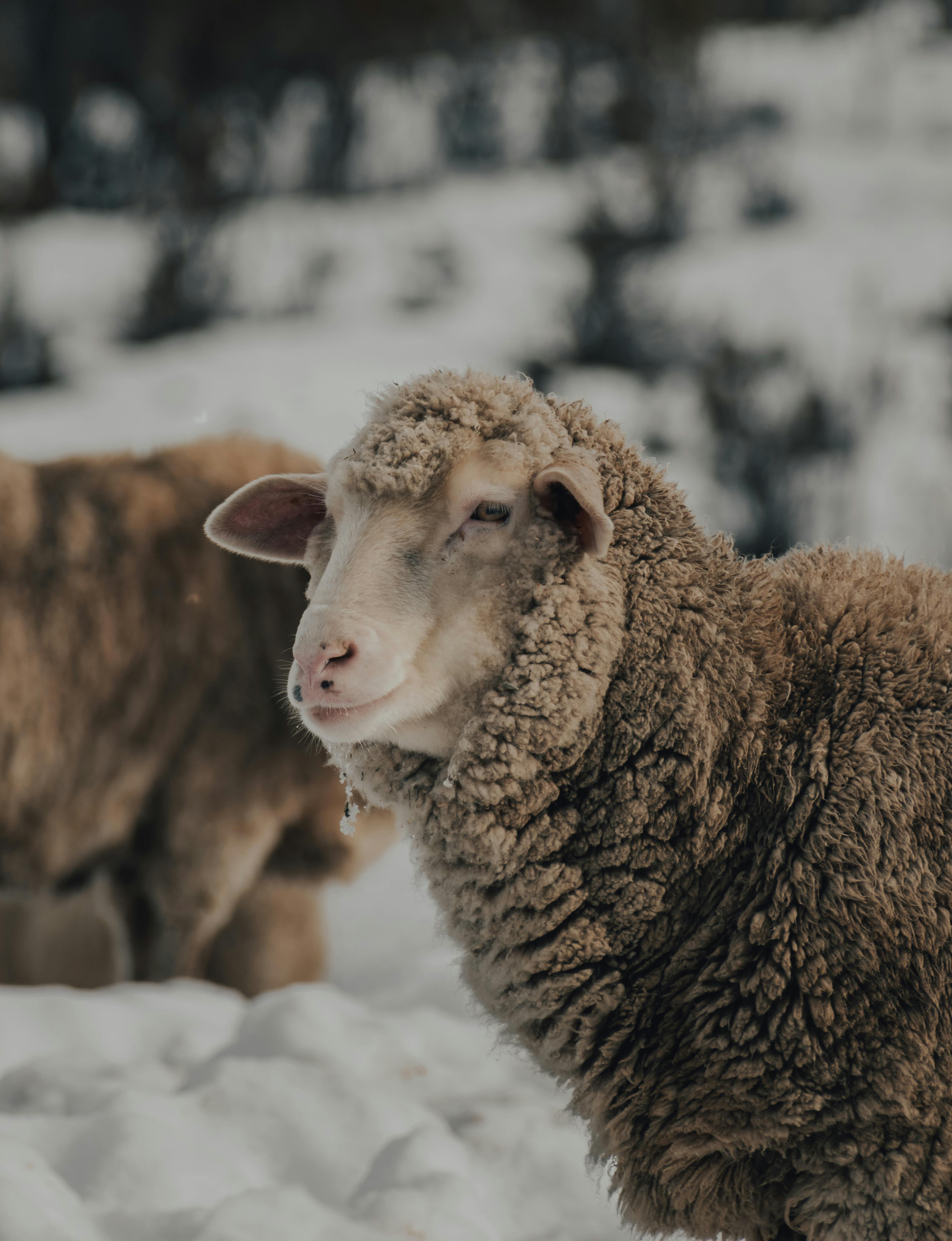 Photography Of Sheep · Free Stock Photo