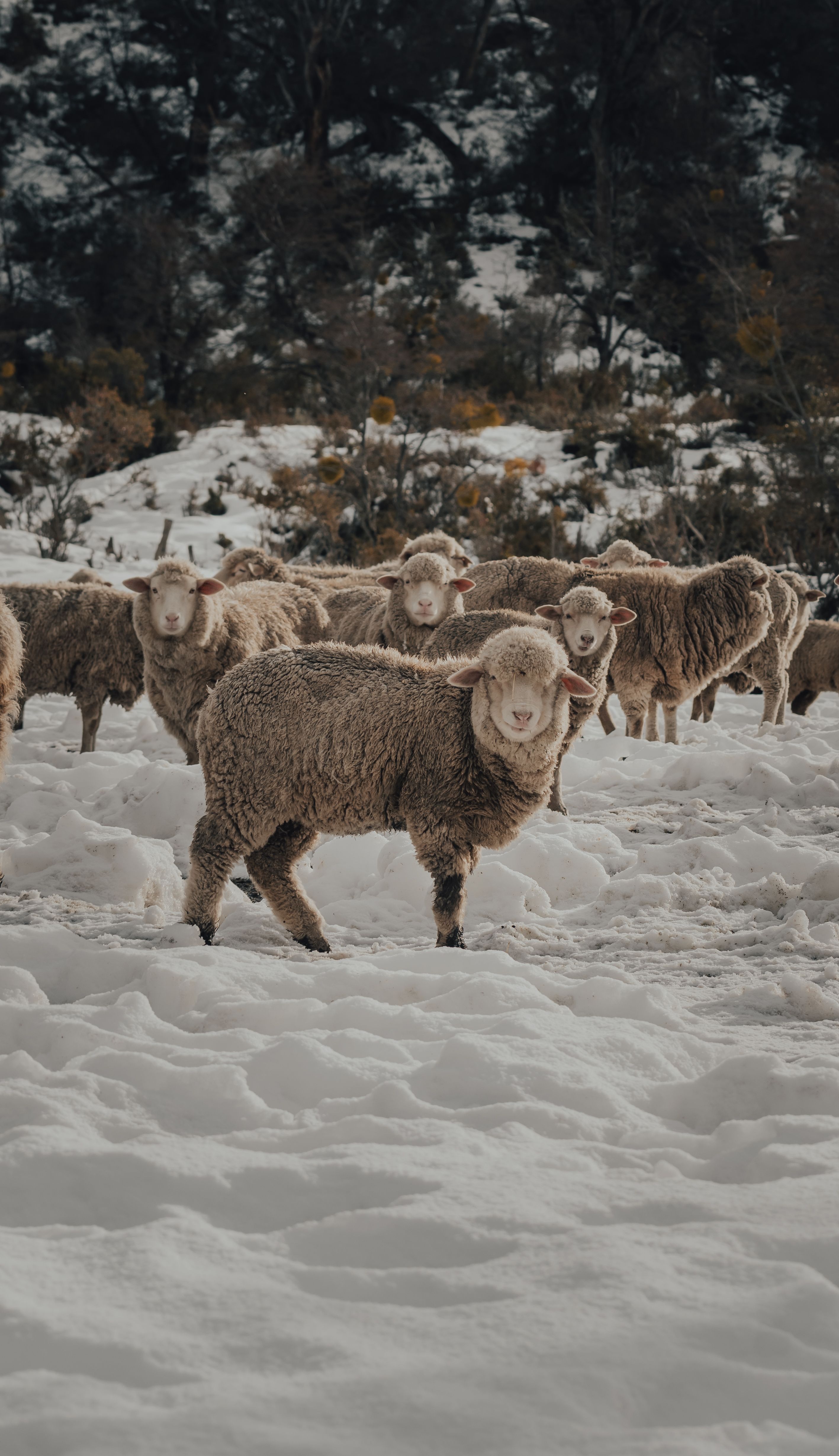 A Herd of Sheep on a Snow-Covered Field · Free Stock Photo