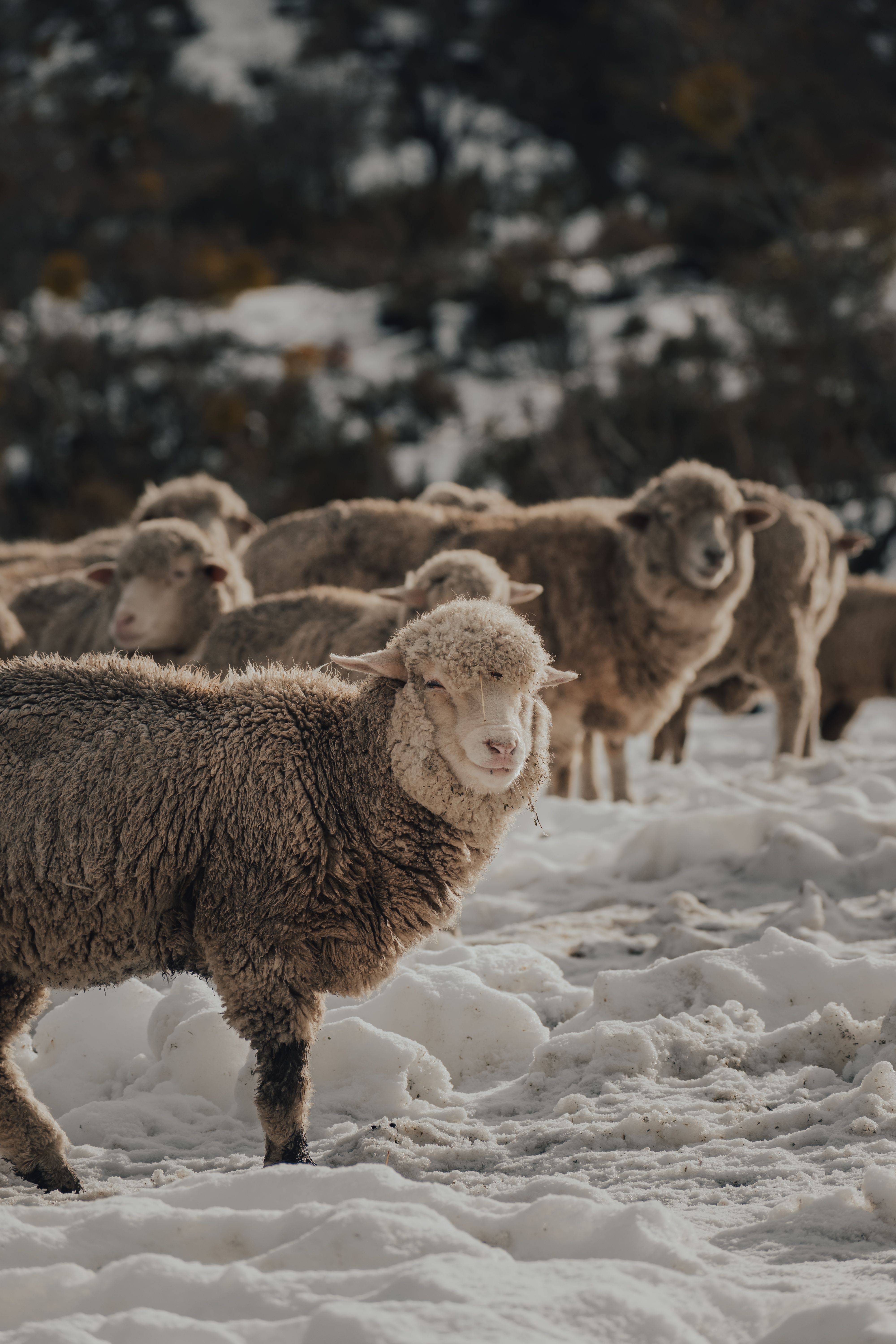 20+ Best Taurus Photos · 100% Free Download · Pexels Stock Photos
