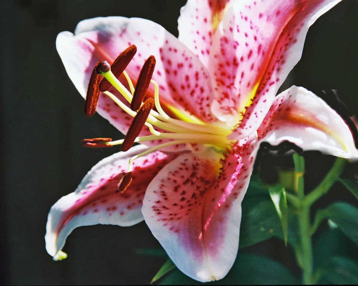 Lily Flower Photos, Download The BEST Free Lily Flower Stock Photos ...
