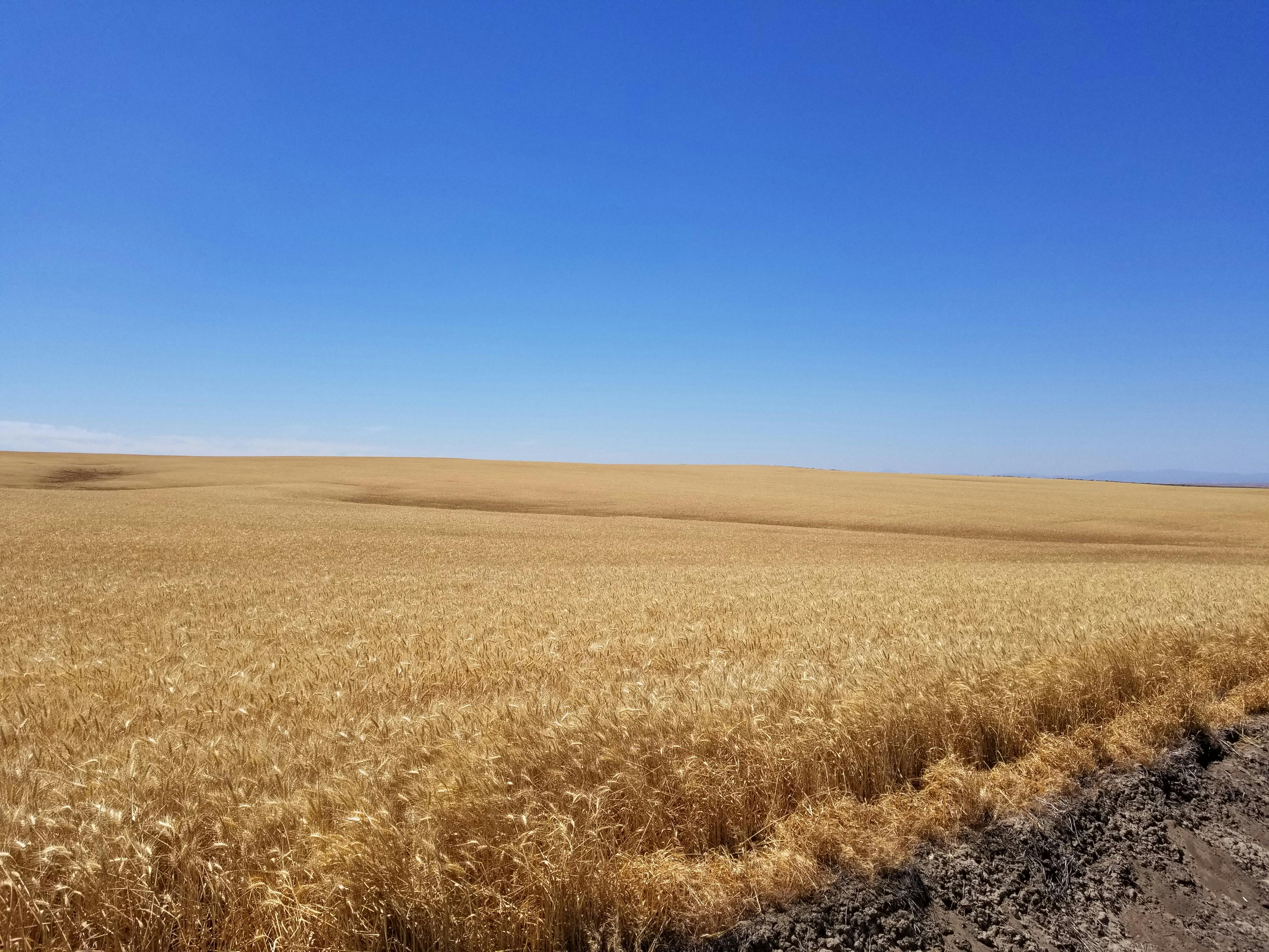 Cropland under Clear Blue Sky · Free Stock Photo