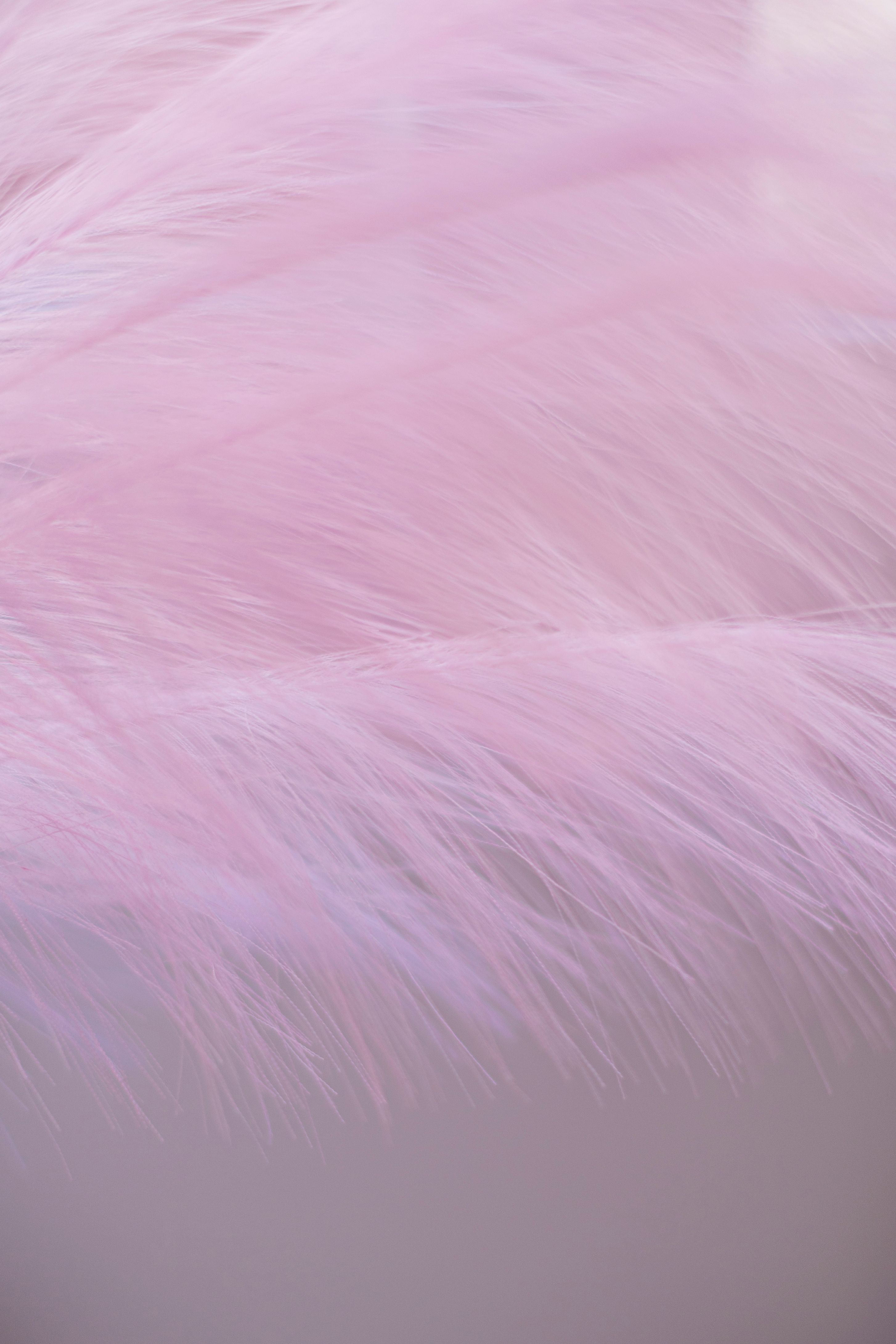 Pink Feathers · Free Stock Photo