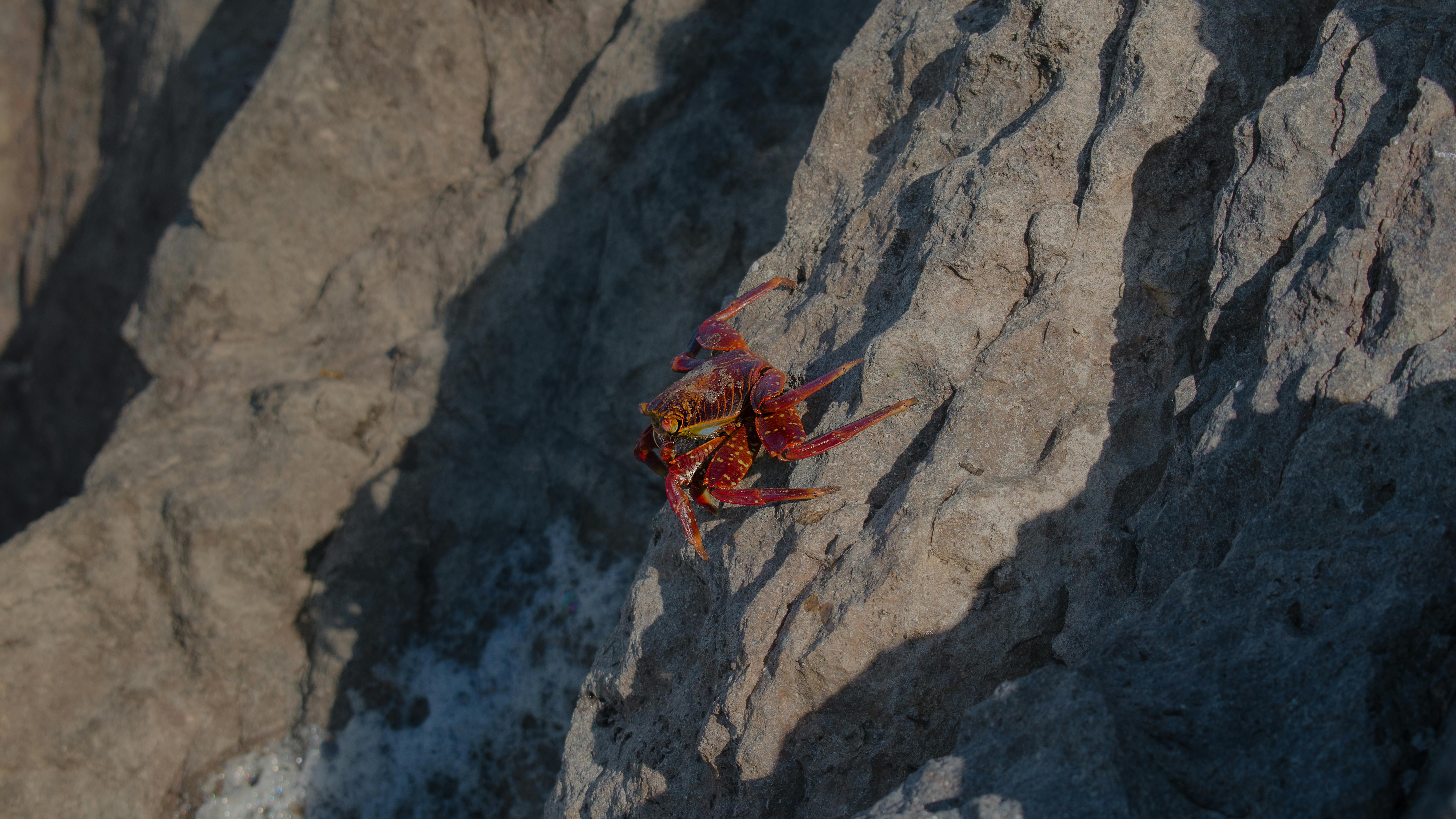 Fauna 24 Photos & Videos Collected by Daniel Franco