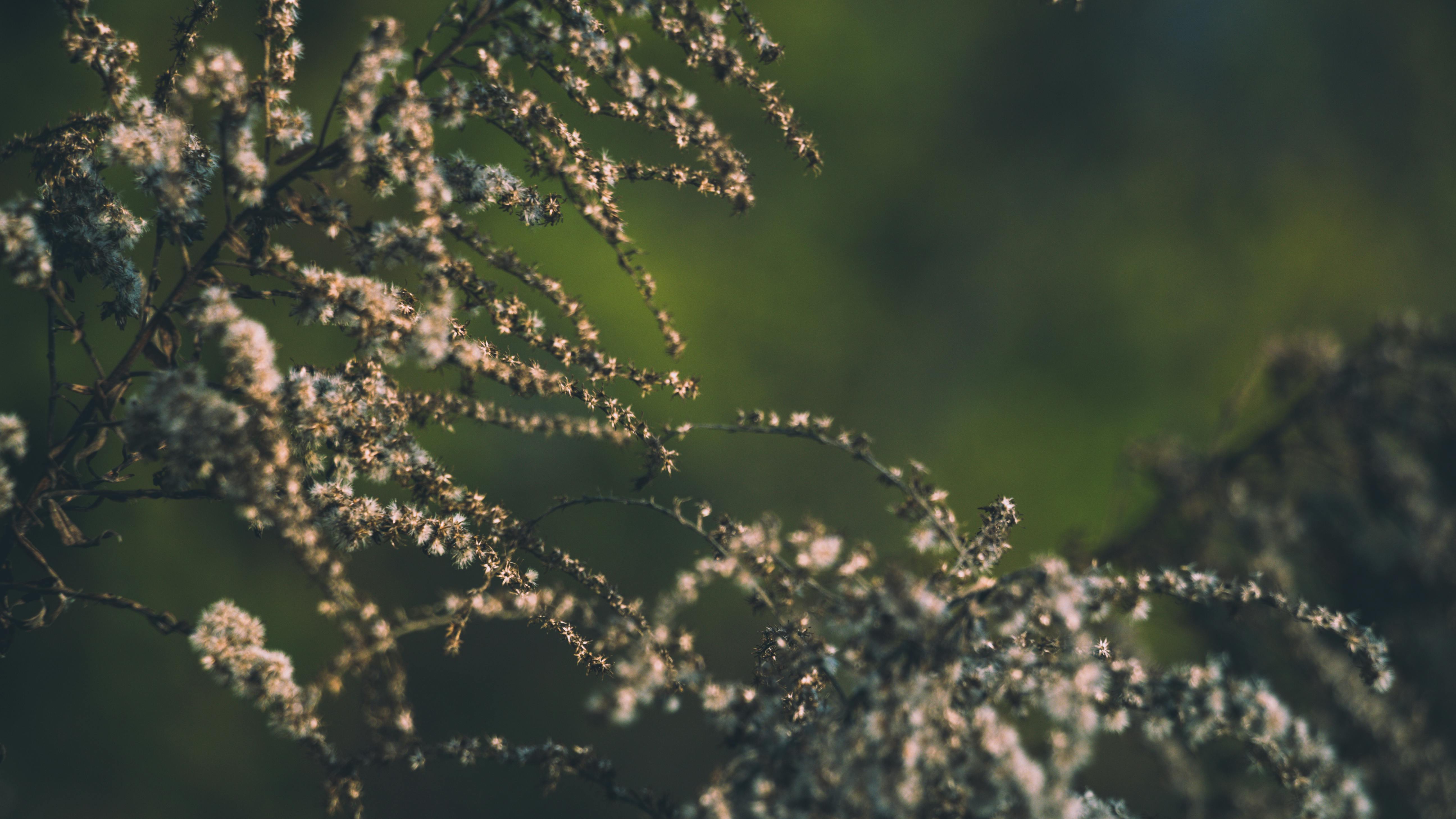 Close Up Photo of Tree Branches · Free Stock Photo