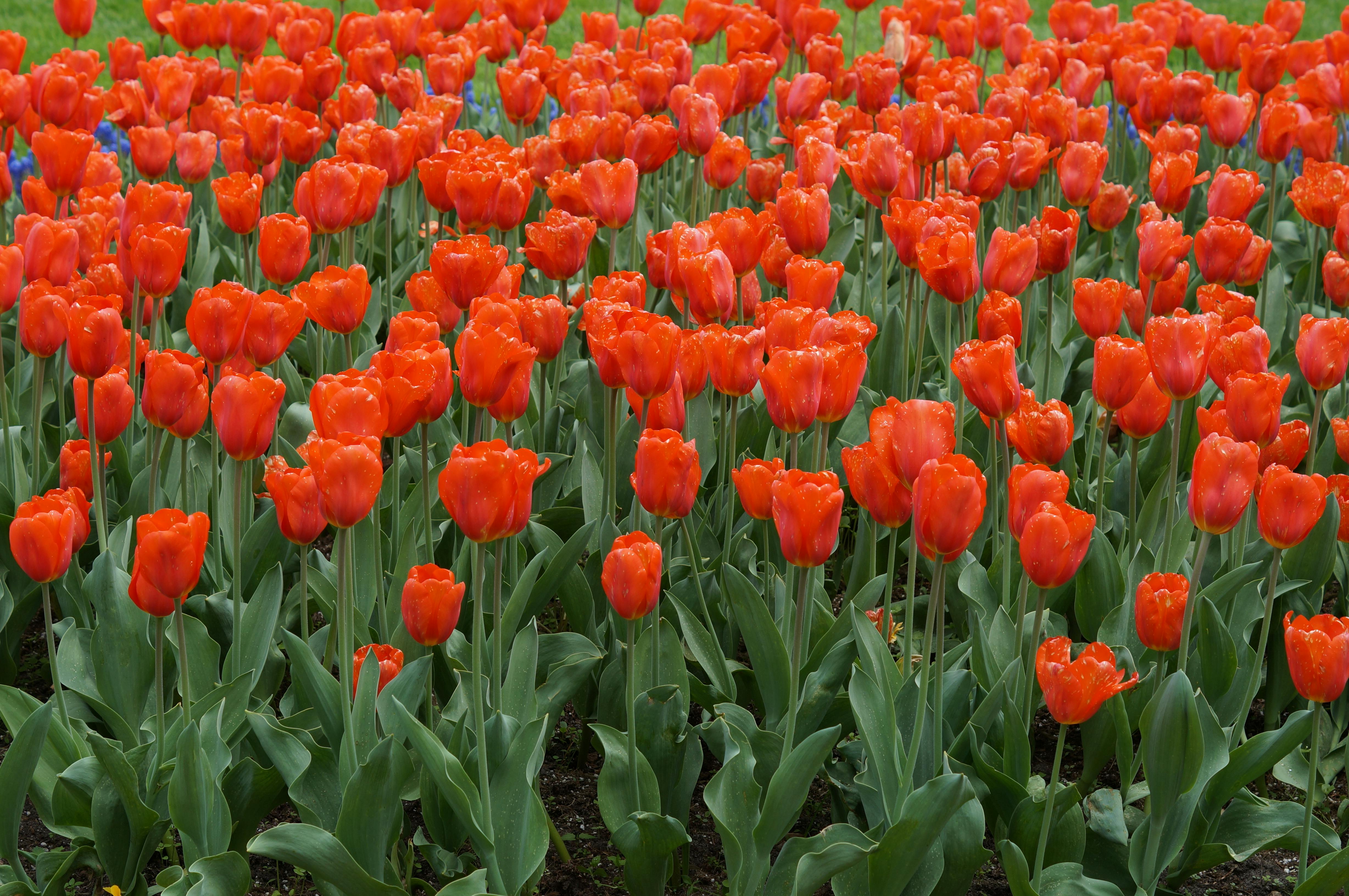 Red Tulip · Free Stock Photo