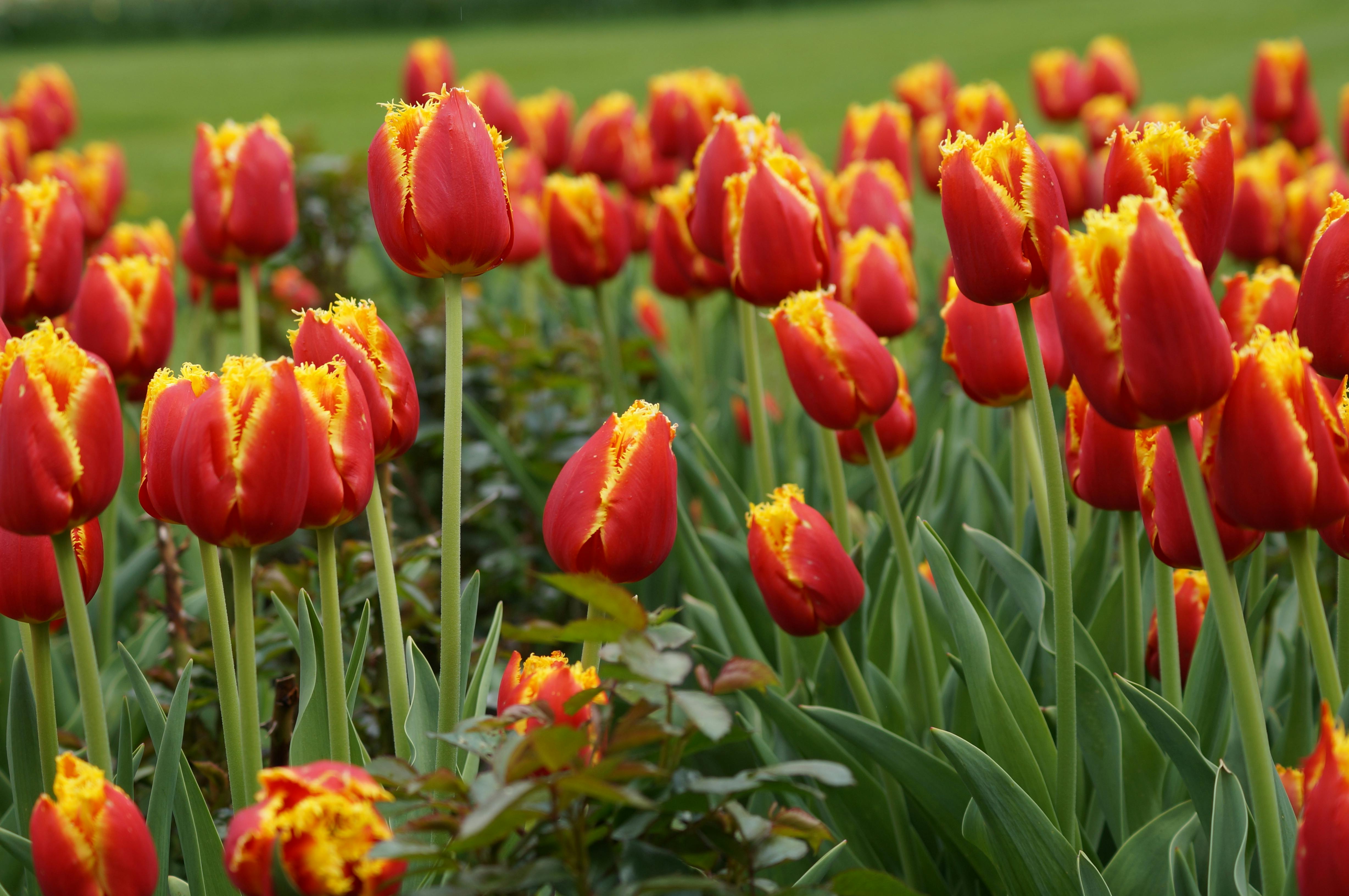 Close-Up Photo of White Tulips on a White Textile · Free Stock Photo