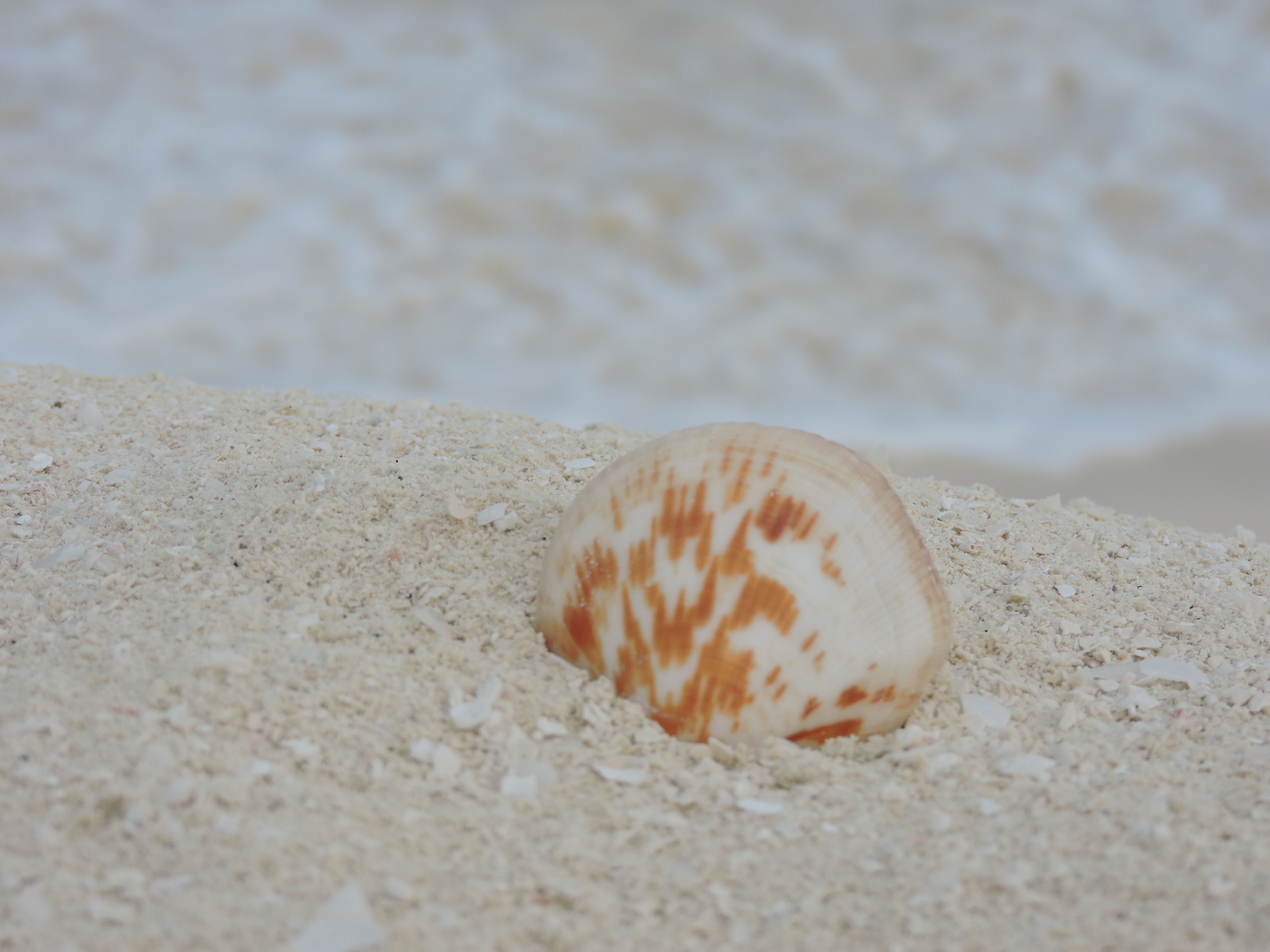Free stock photo of beach, ocean, sea shell