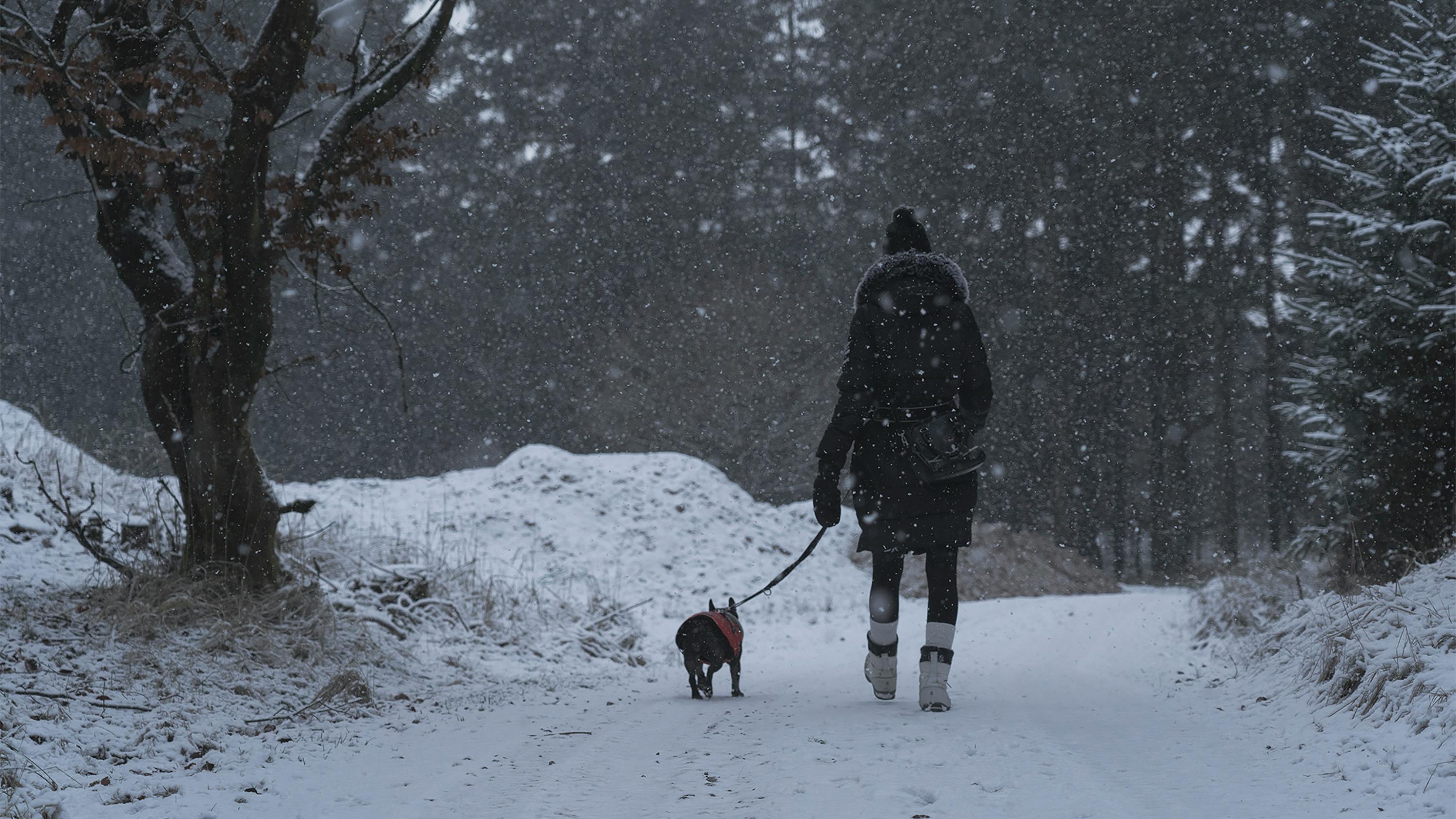 Panoramic Dog Photos, Download The BEST Free Panoramic Dog Stock Photos ...