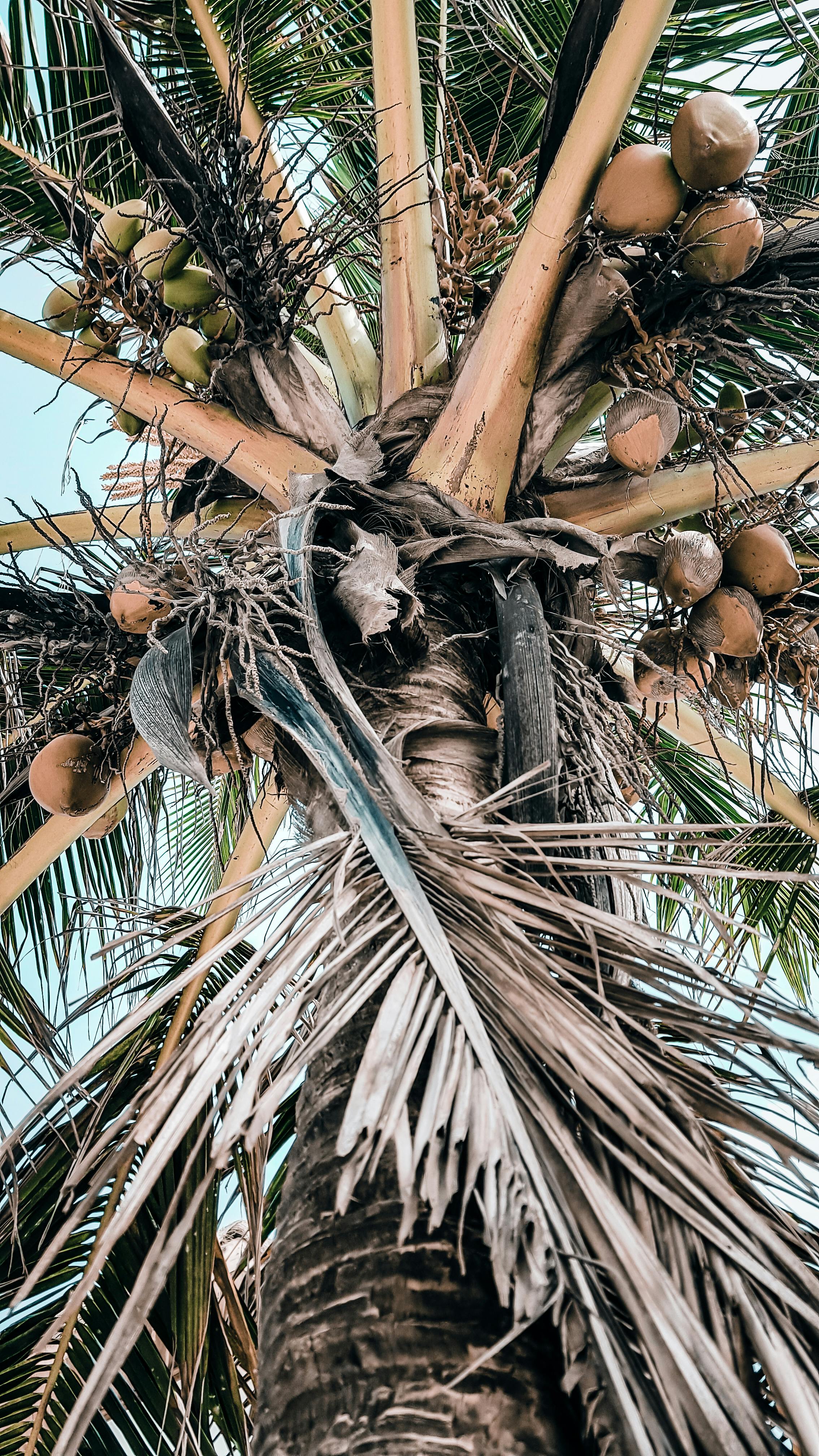 Worm's Eye View Photo Of Coconut Tree · Free Stock Photo