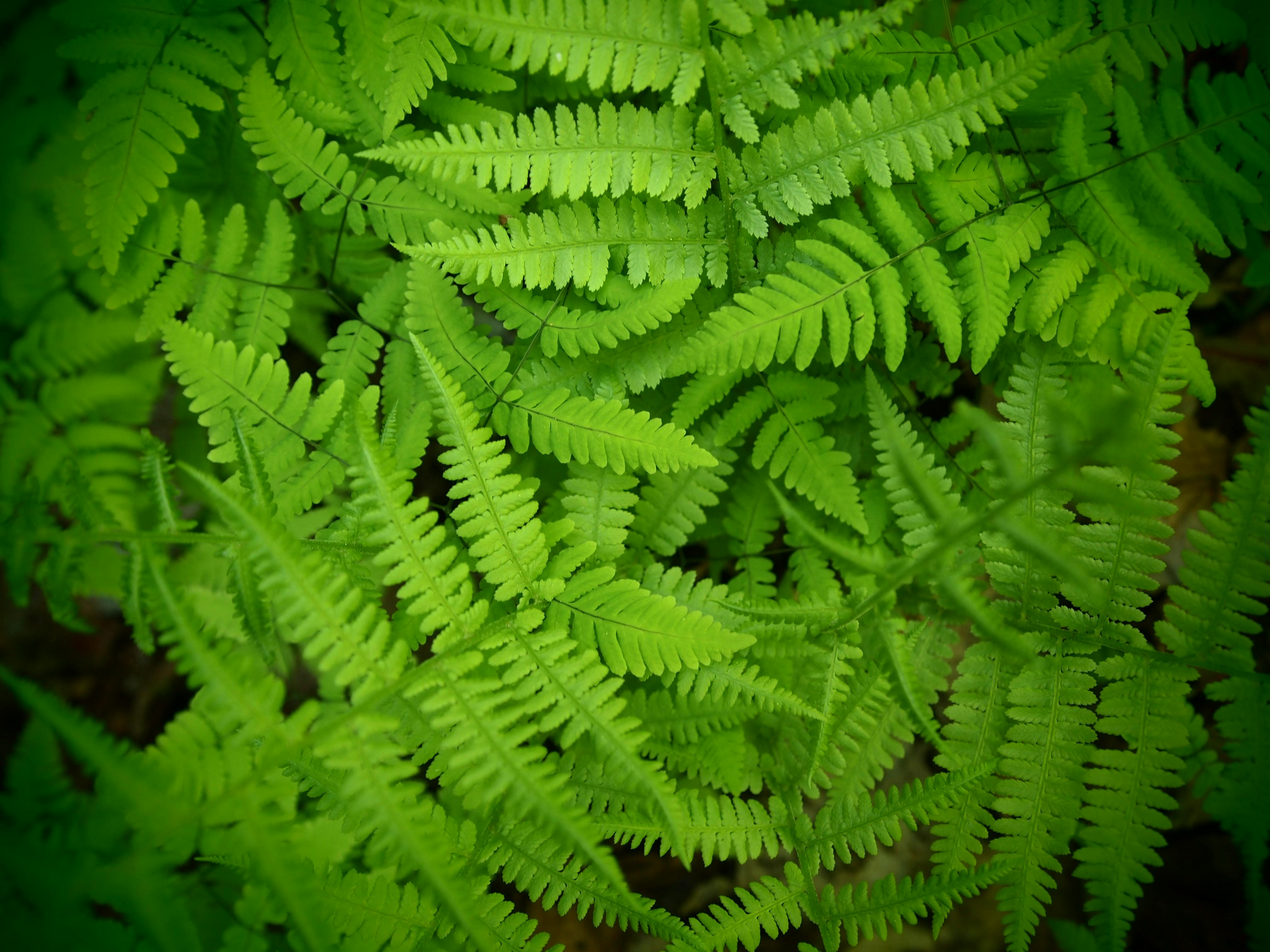 Free stock photo of art, bush, fern
