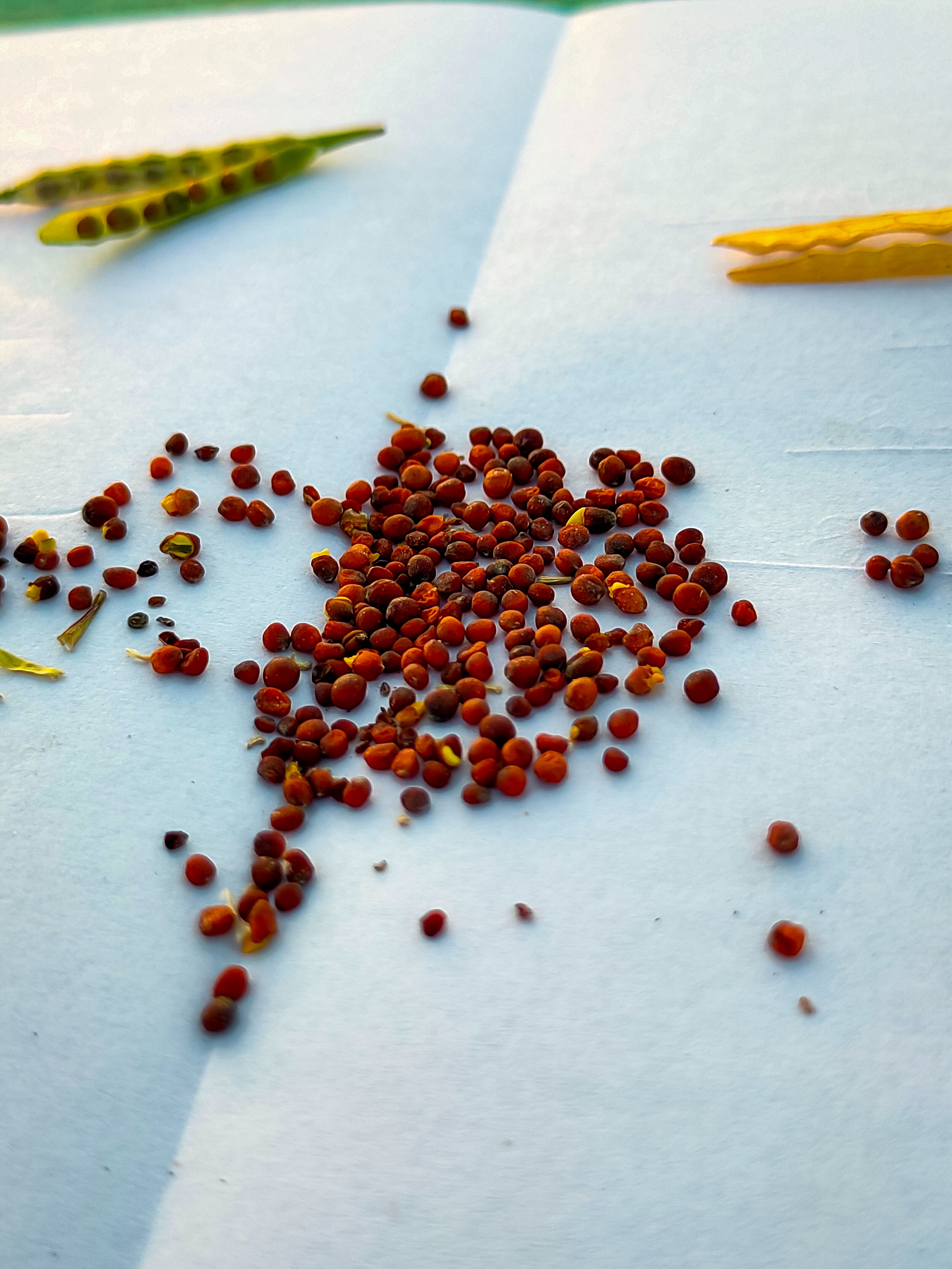 Mustard Seed Tree Photos, Download The BEST Free Mustard Seed Tree ...