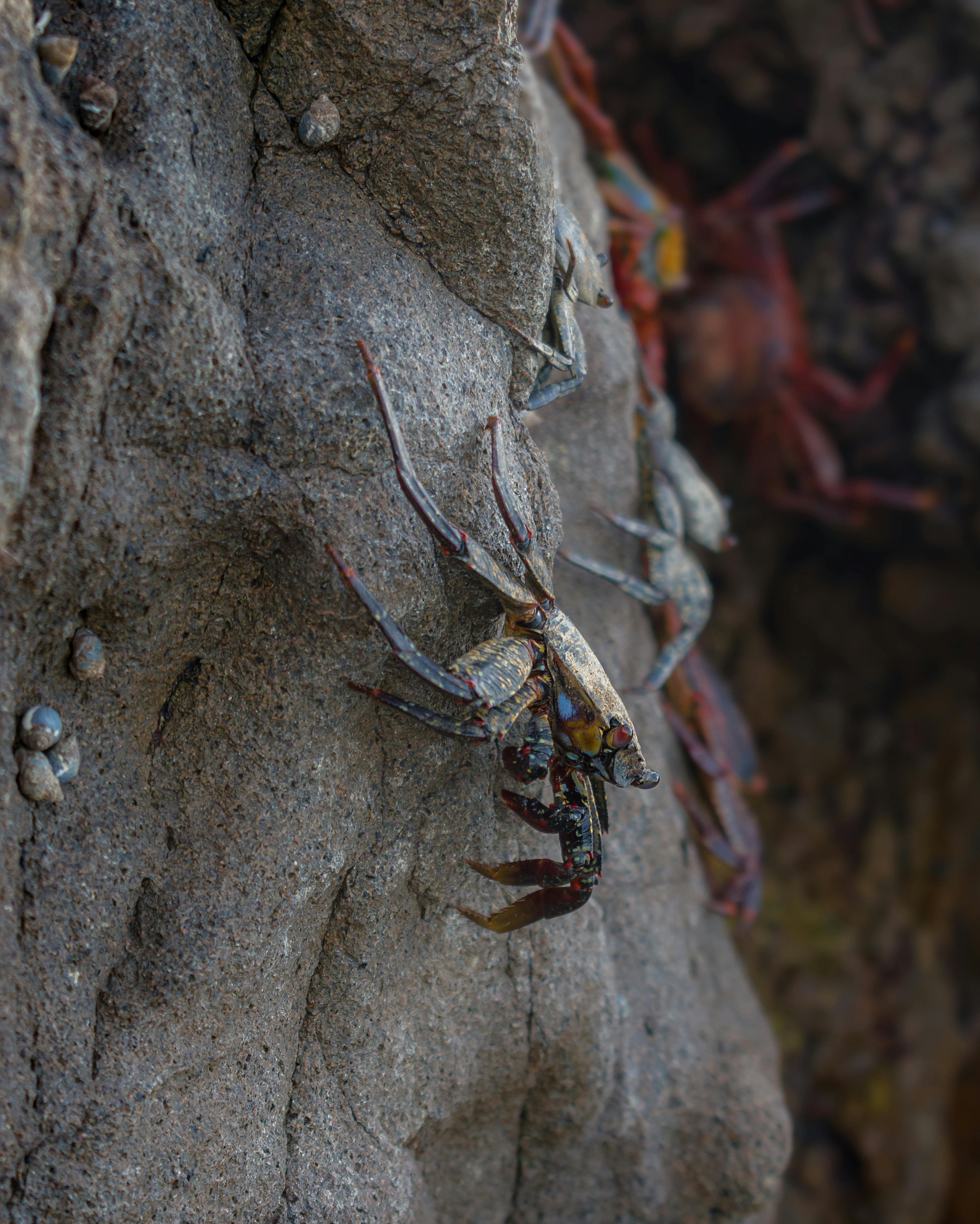 Crab Climbing Photos, Download The BEST Free Crab Climbing Stock Photos ...