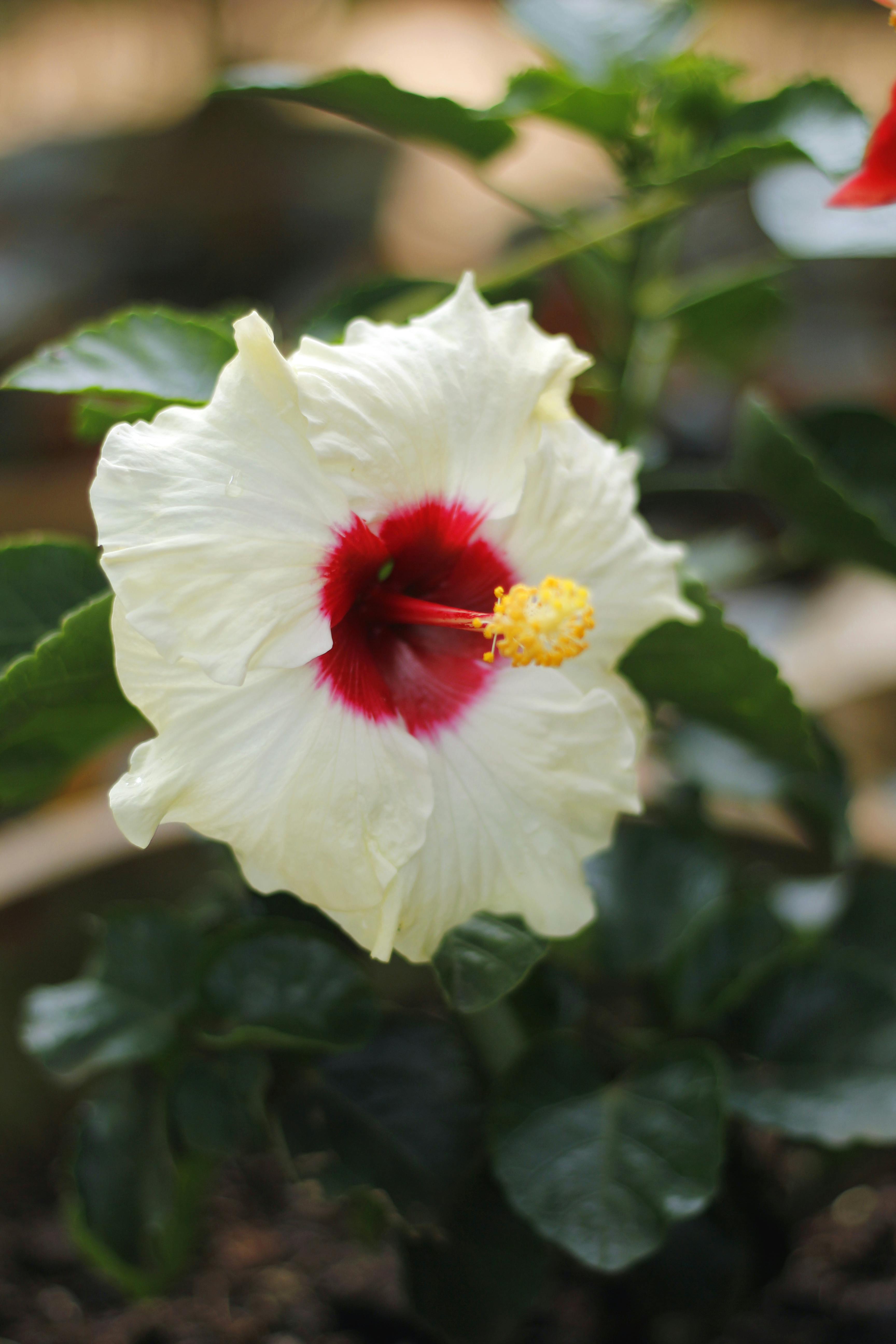 Macro Photography of White Flower · Free Stock Photo