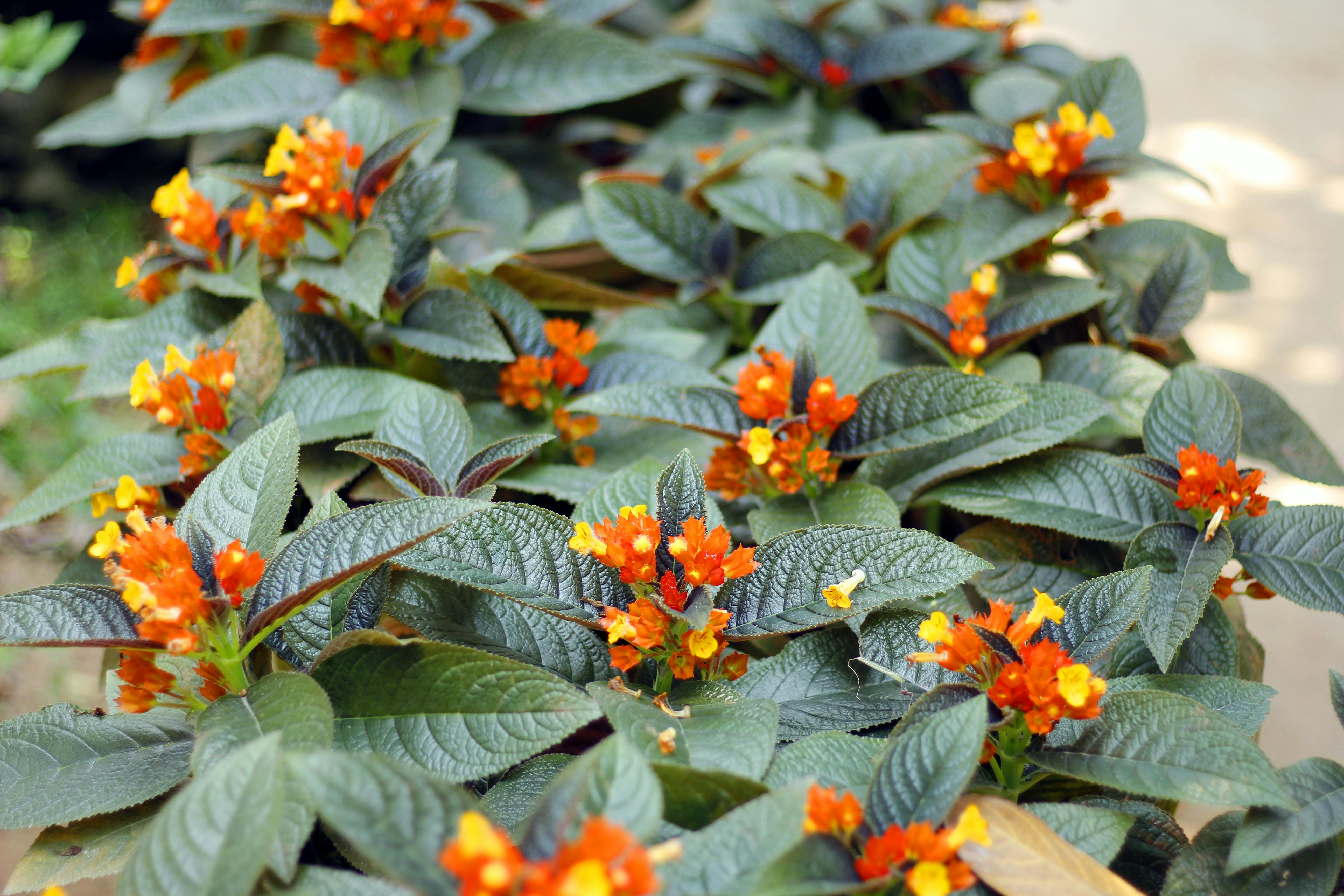 Marmalade bush Plants Bearing Colorful Flowers · Free Stock Photo