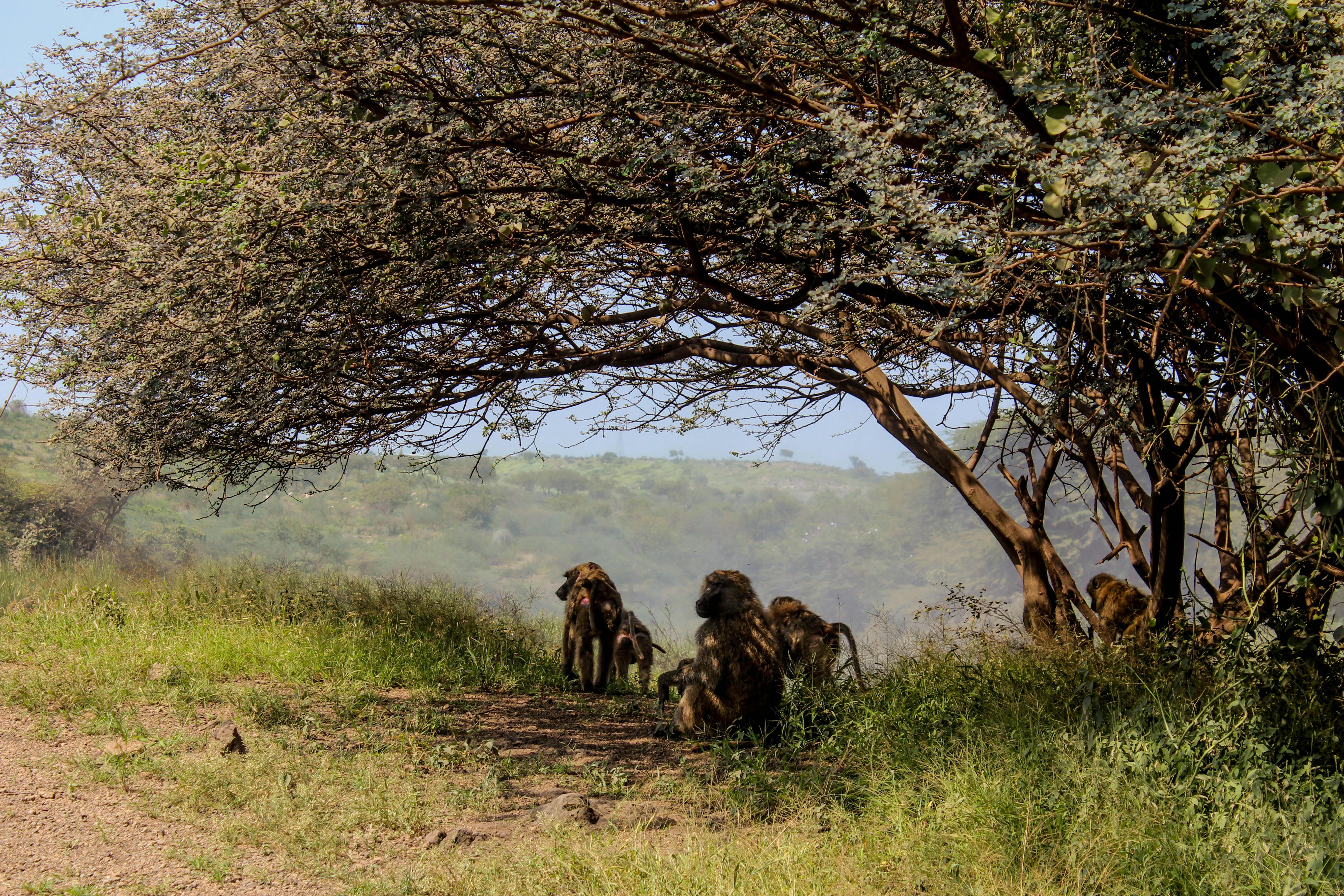 Monkeys Under the Tree · Free Stock Photo