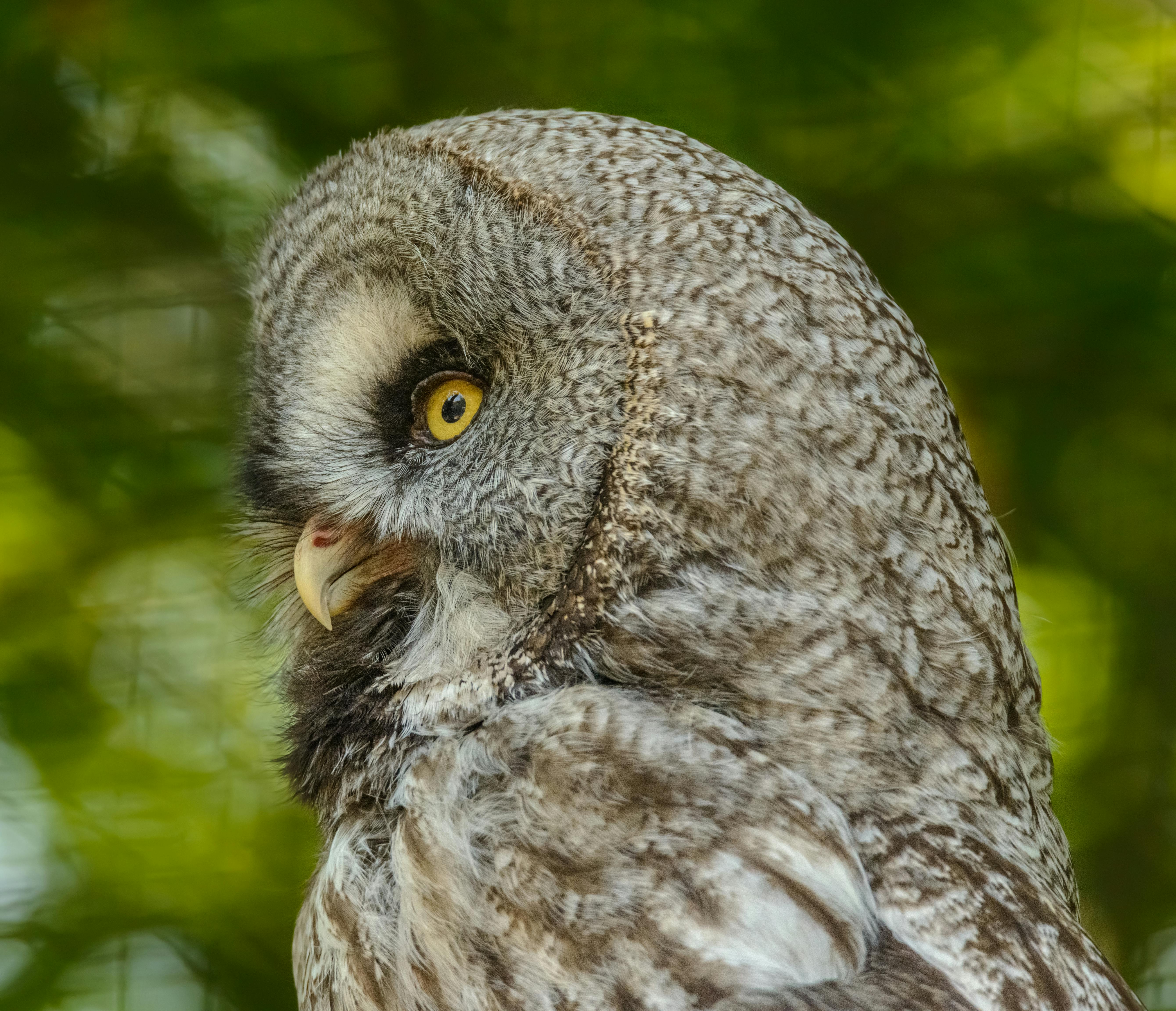 Gray Owl in Tilt Shift Lens · Free Stock Photo