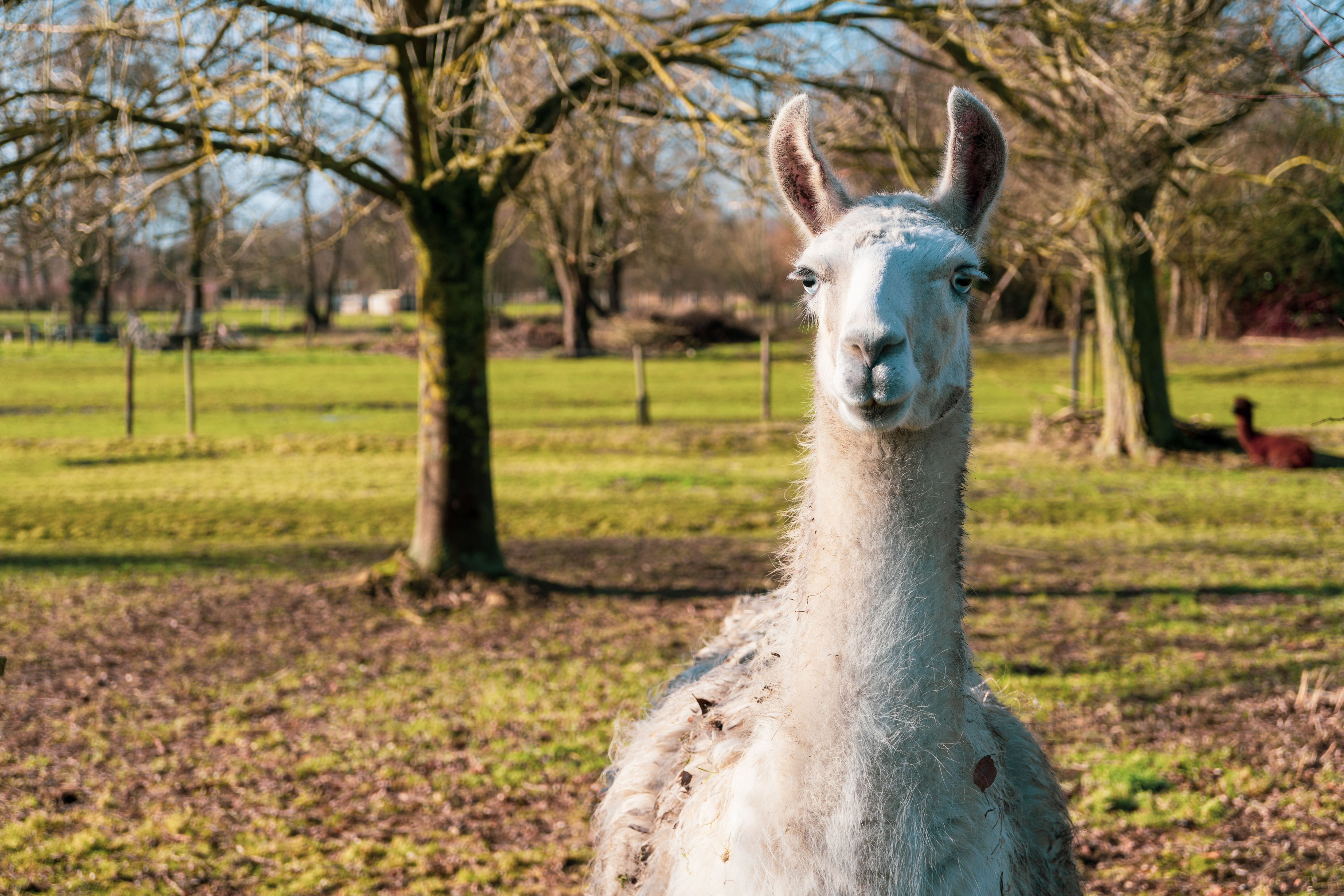 Photo of a Llama · Free Stock Photo