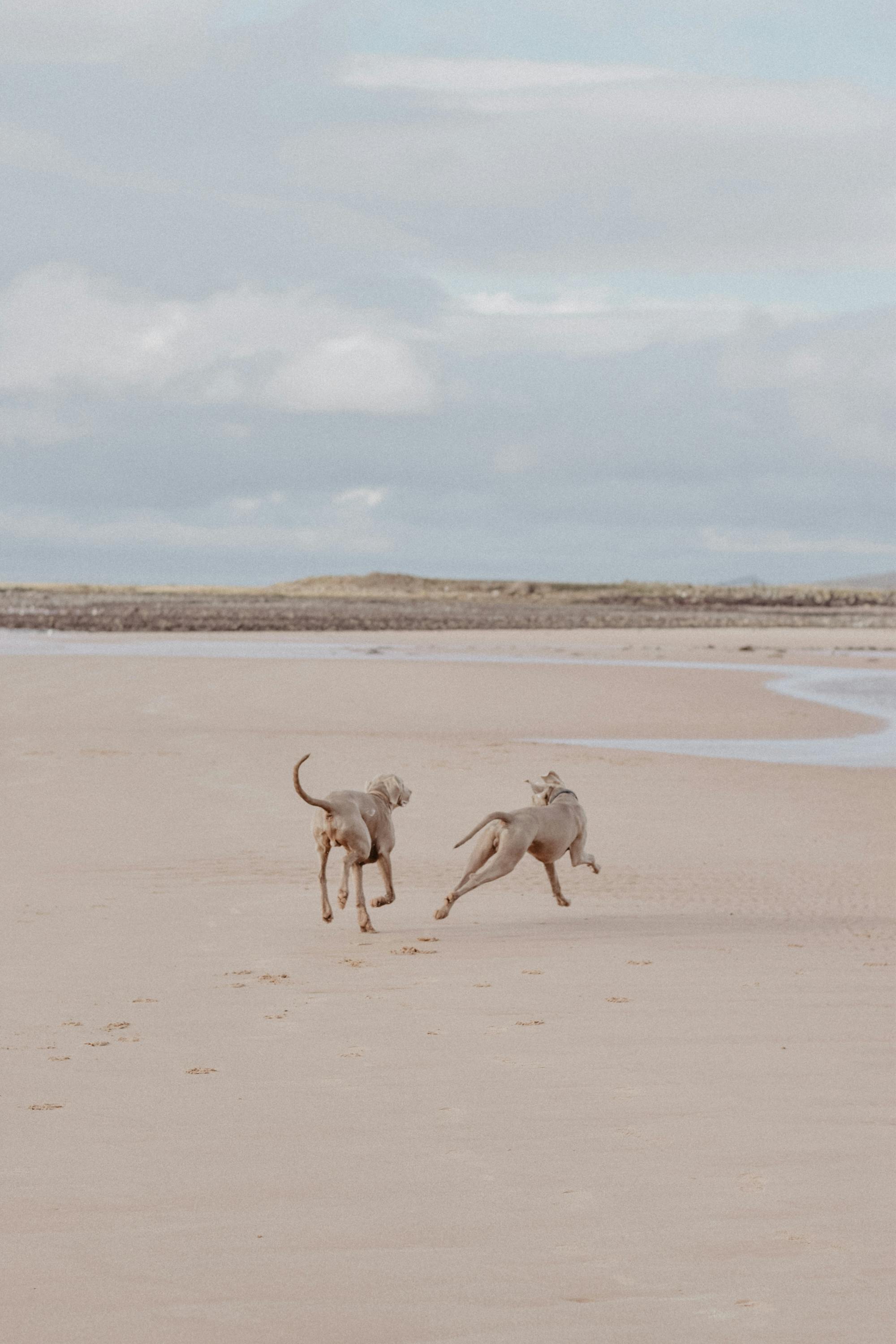 Two Dogs Running on a Beach · Free Stock Photo