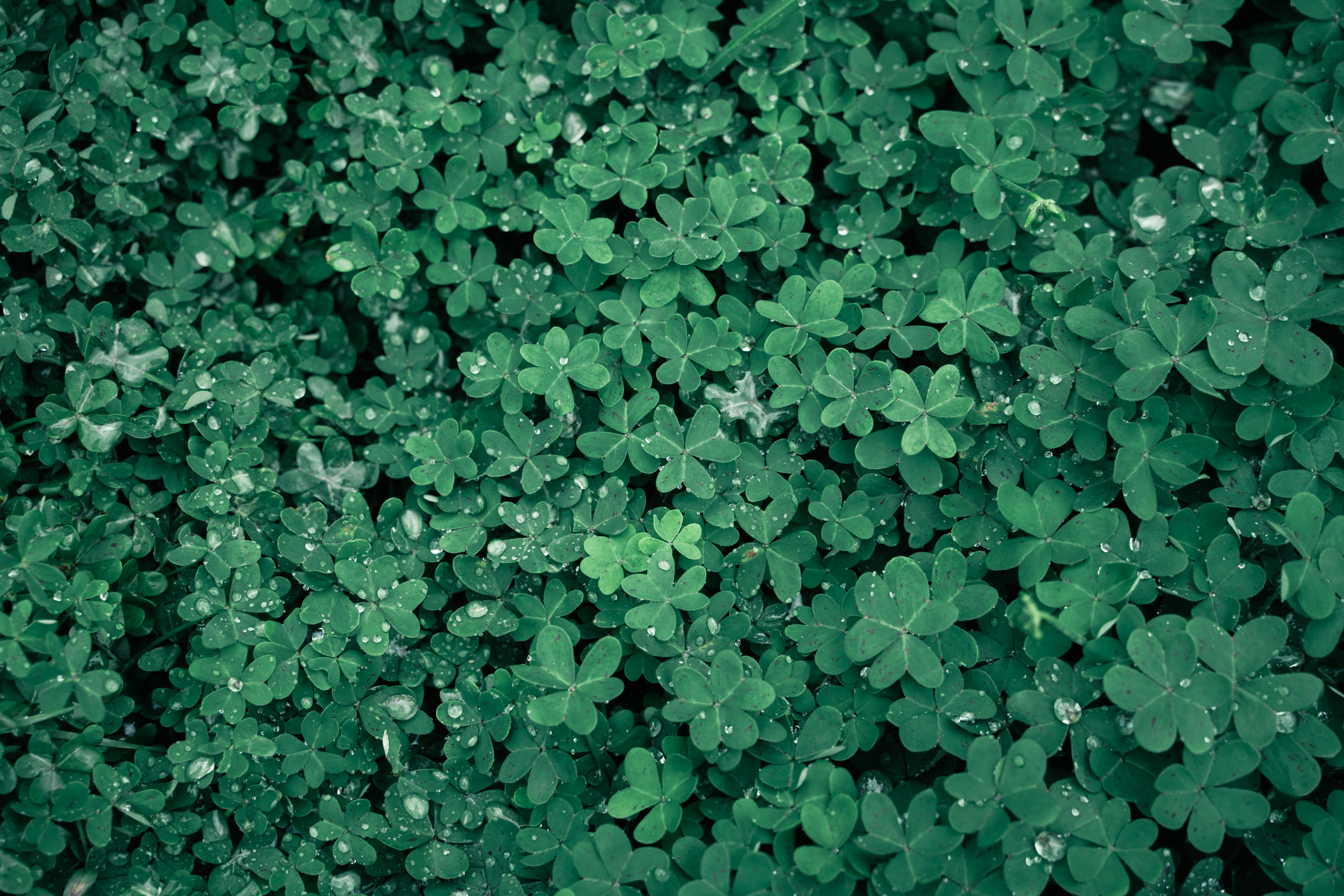 Young clover · Free Stock Photo